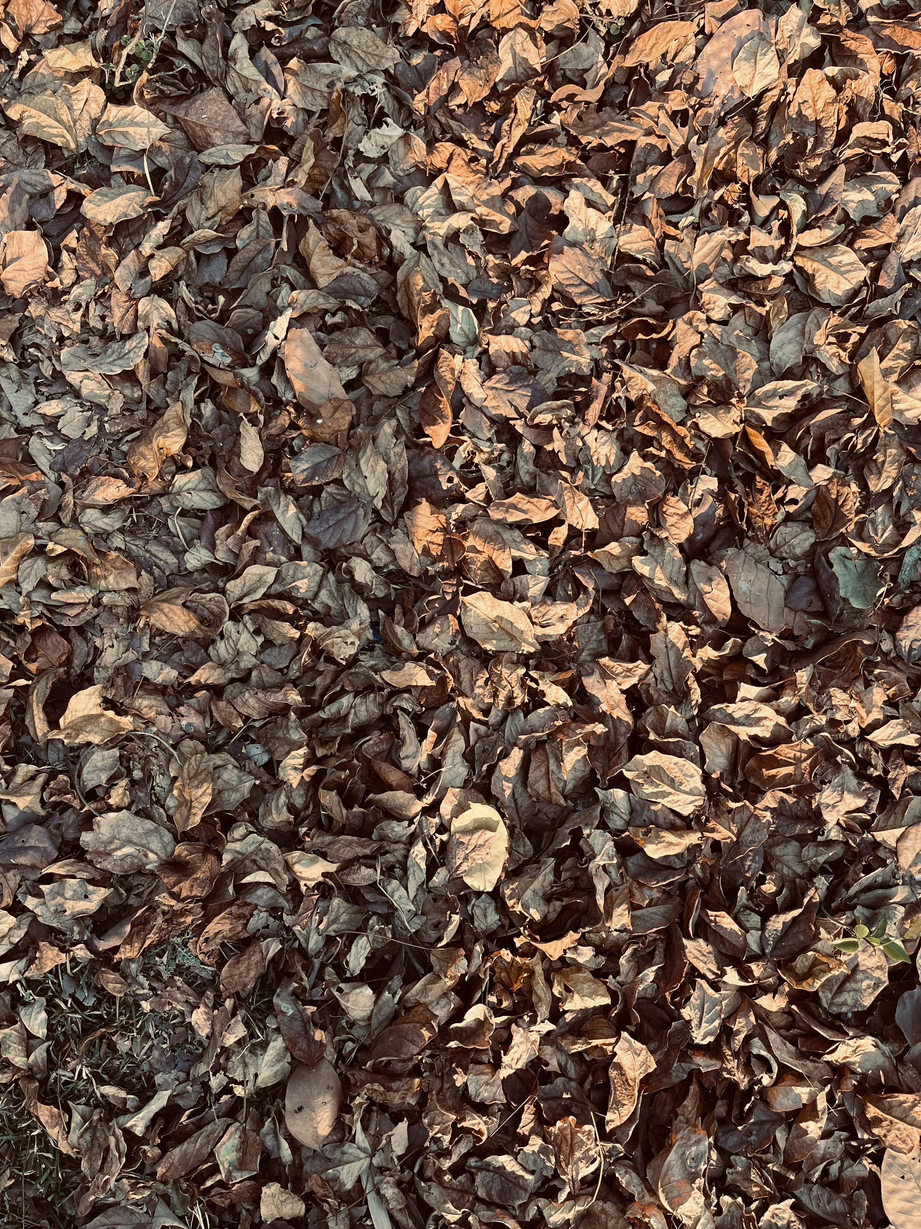 Autumn's Quiet Mosaic: A Close-Up of Fractured Leaves on the Ground