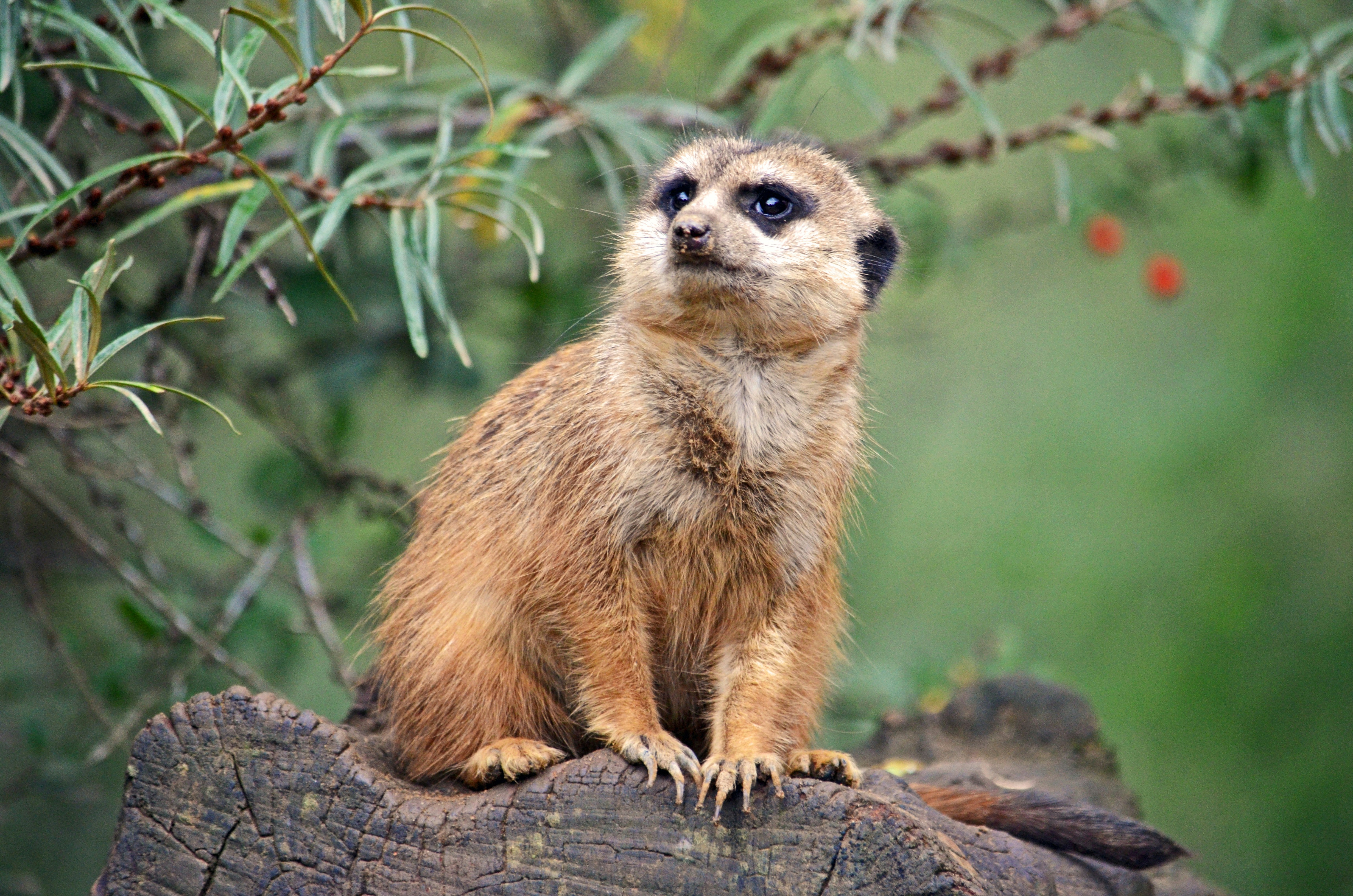 A small animal sitting on top of a log photo – Free Animals Image on ...