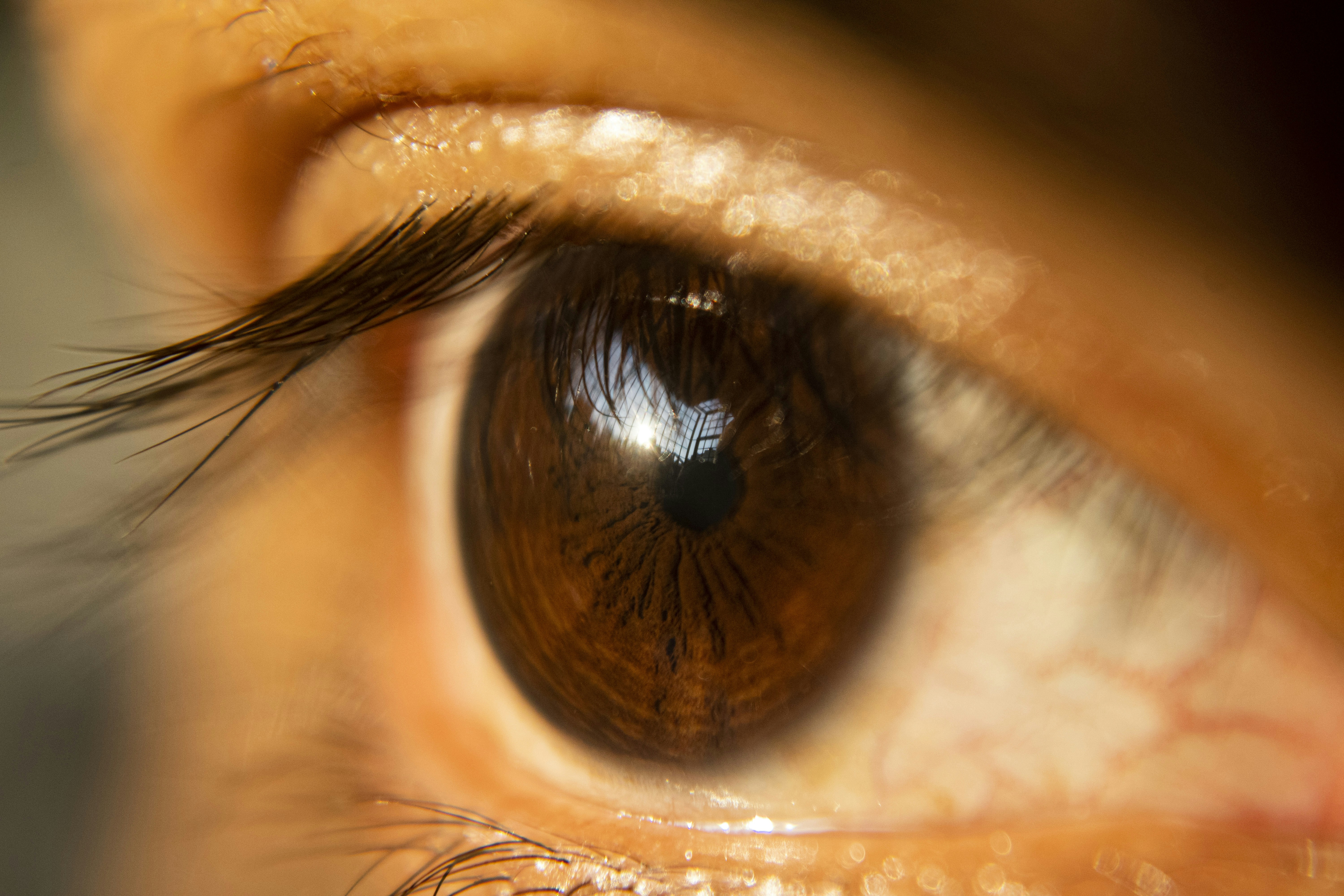A close up of a person's brown eye photo – Free Reflection Image on ...