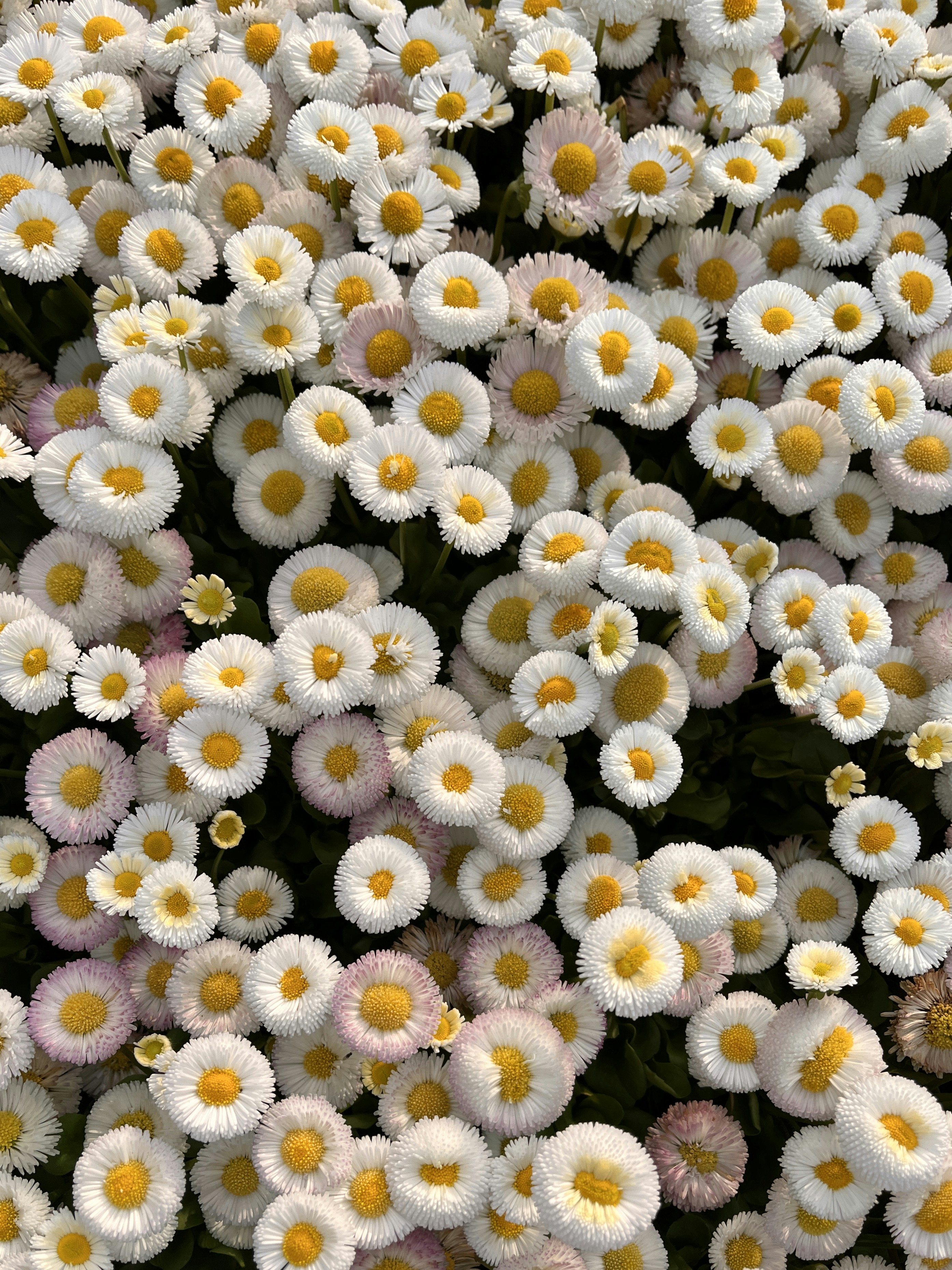 A vibrant array of daisies in various shades of white and pink, showcasing their delicate petals and bright yellow centers.