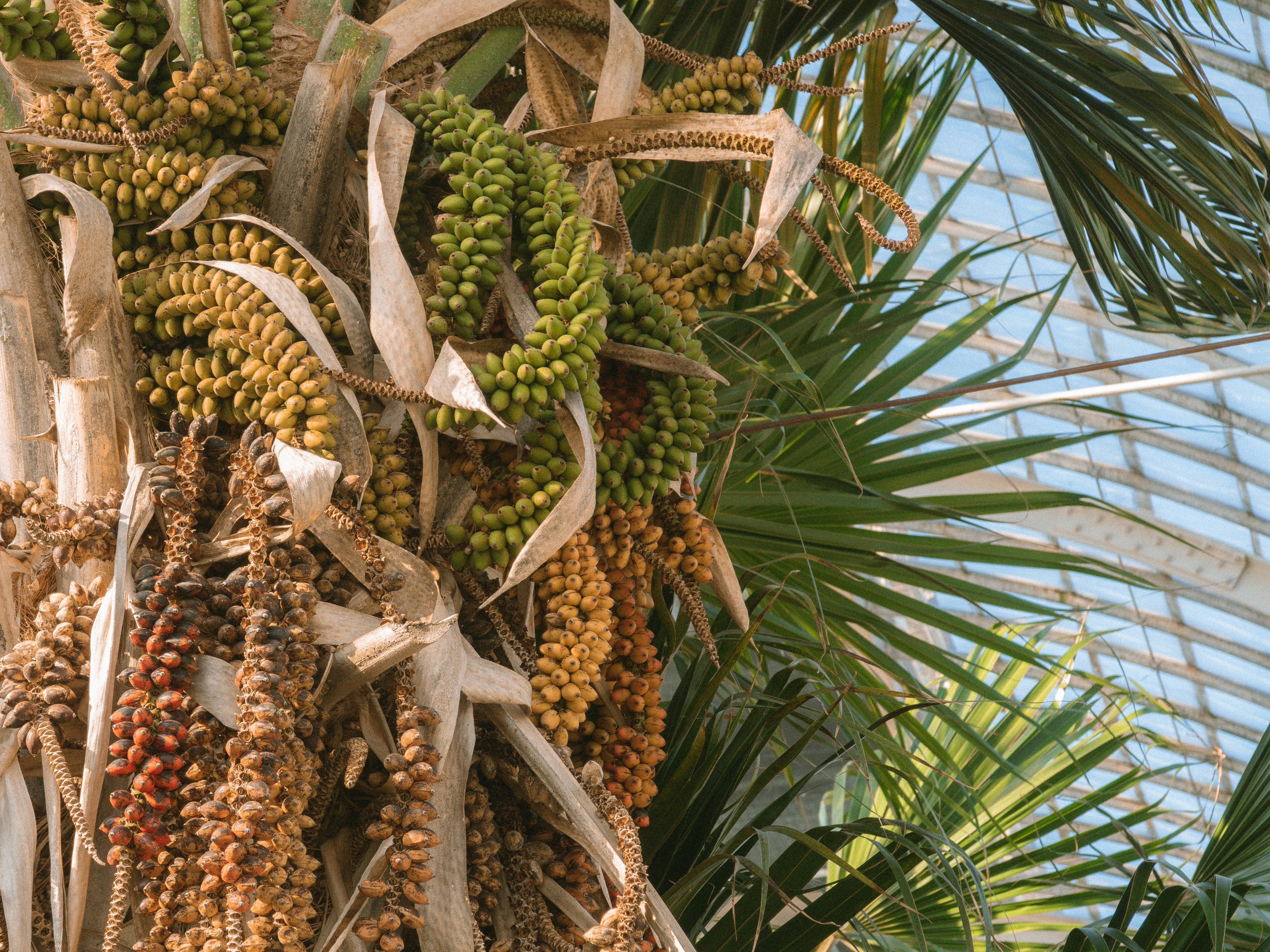 A bunch of fruit hanging from a palm tree photo – Free Sweden Image on ...