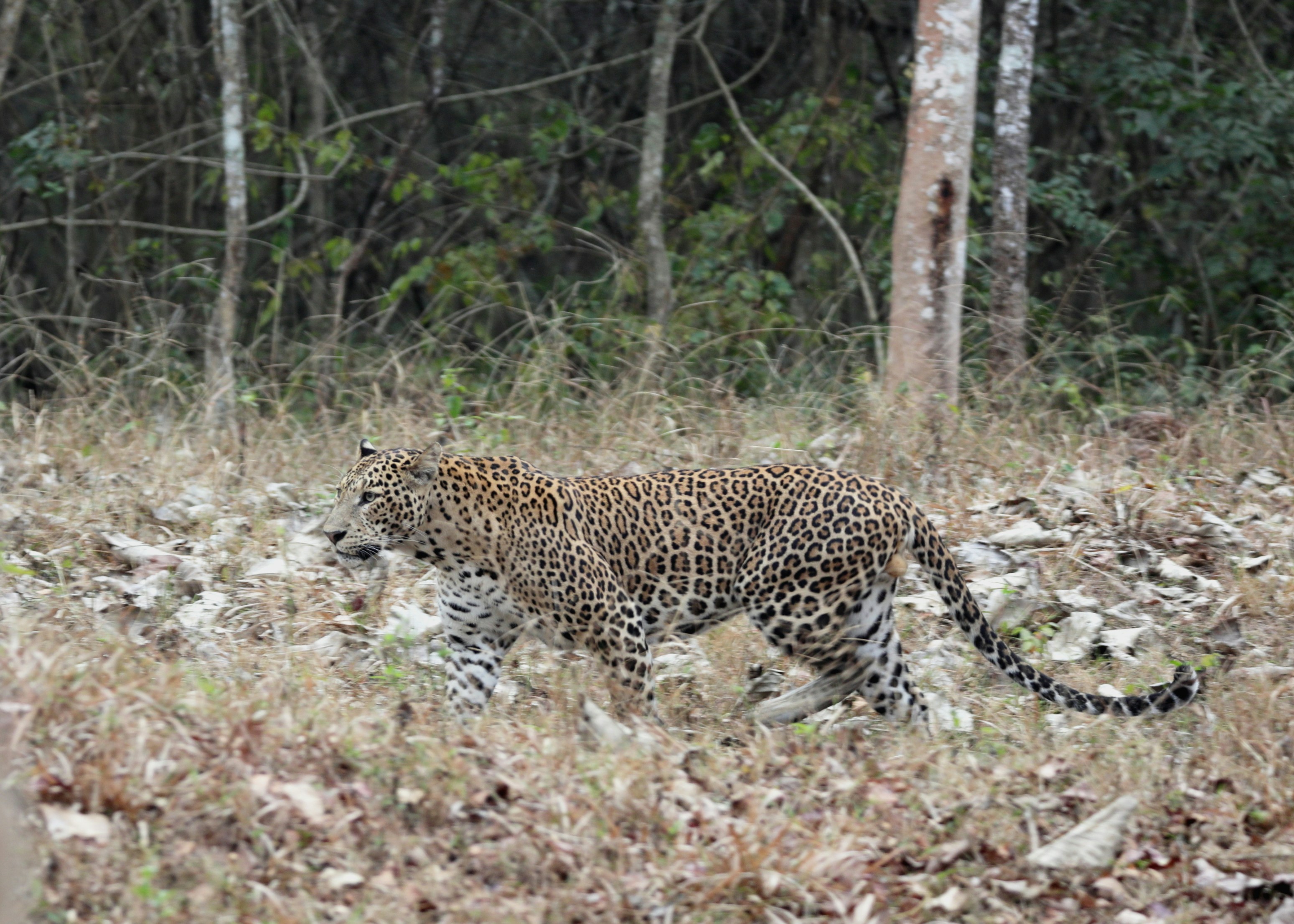 Leopard prowling through dry grass in a dense forest landscape.