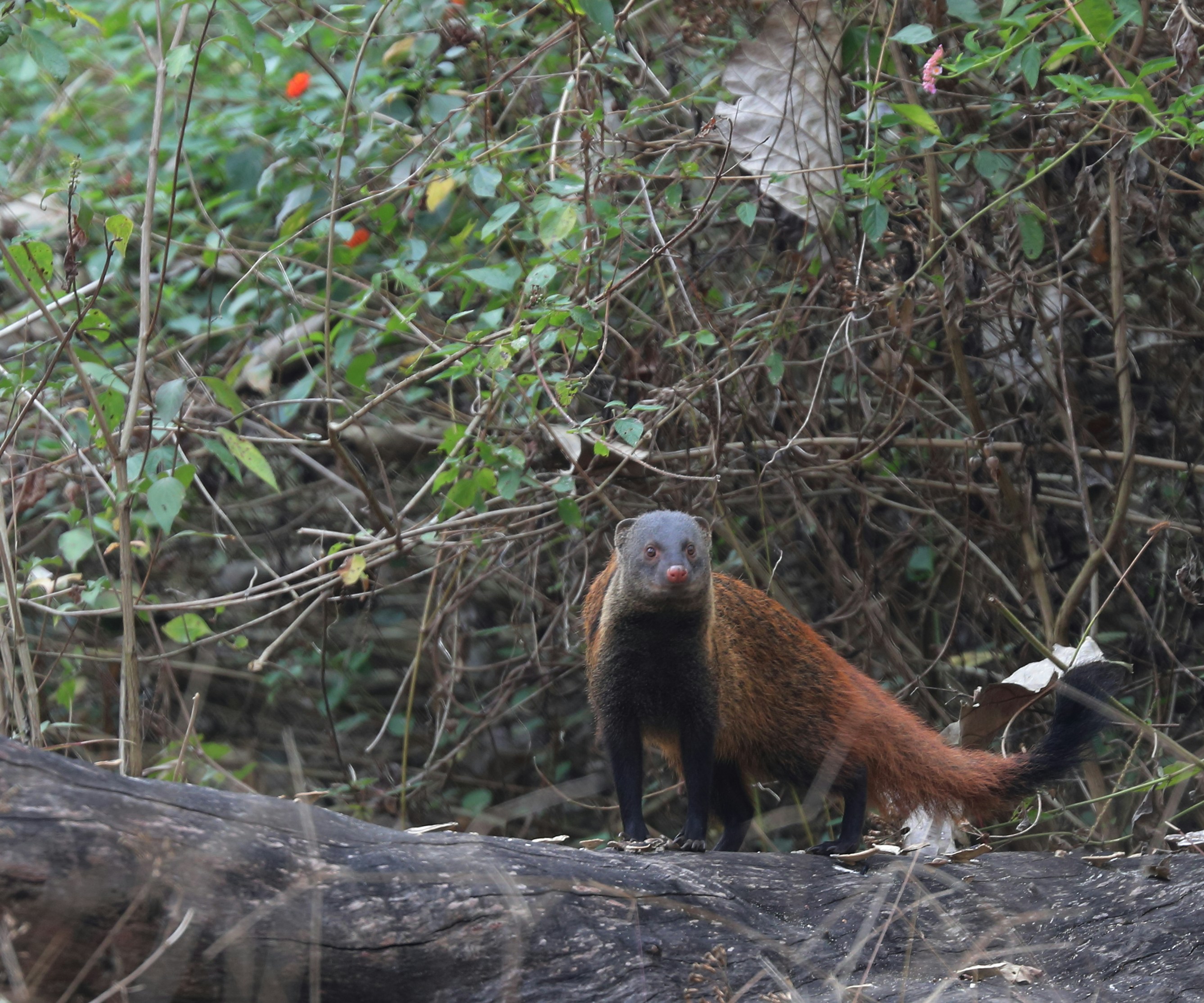 Un animal brun et noir debout sur une bûche photo – Photo Kabini Jungle ...