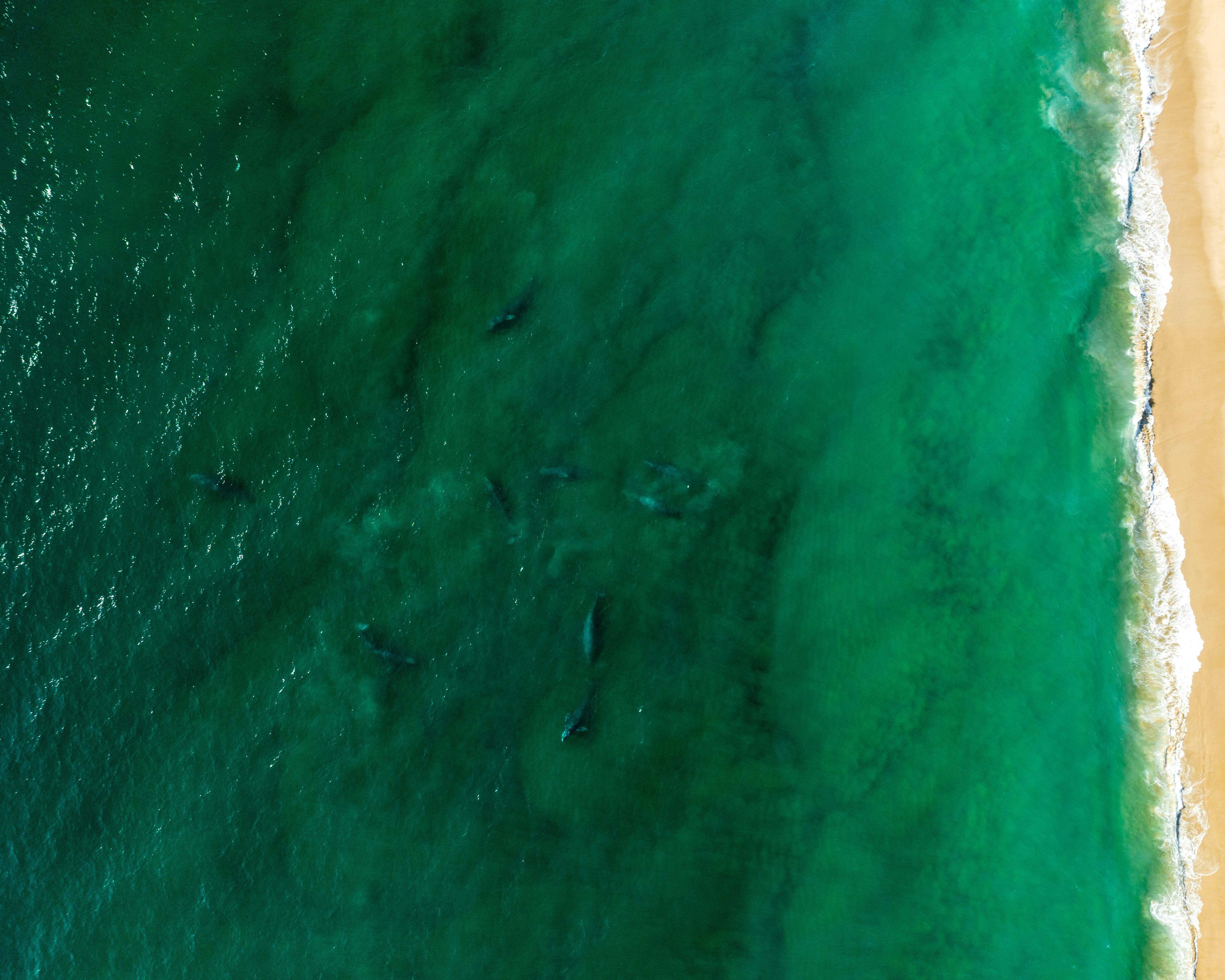 Swimmers in turquoise ocean near sandy beach, viewed from above.
