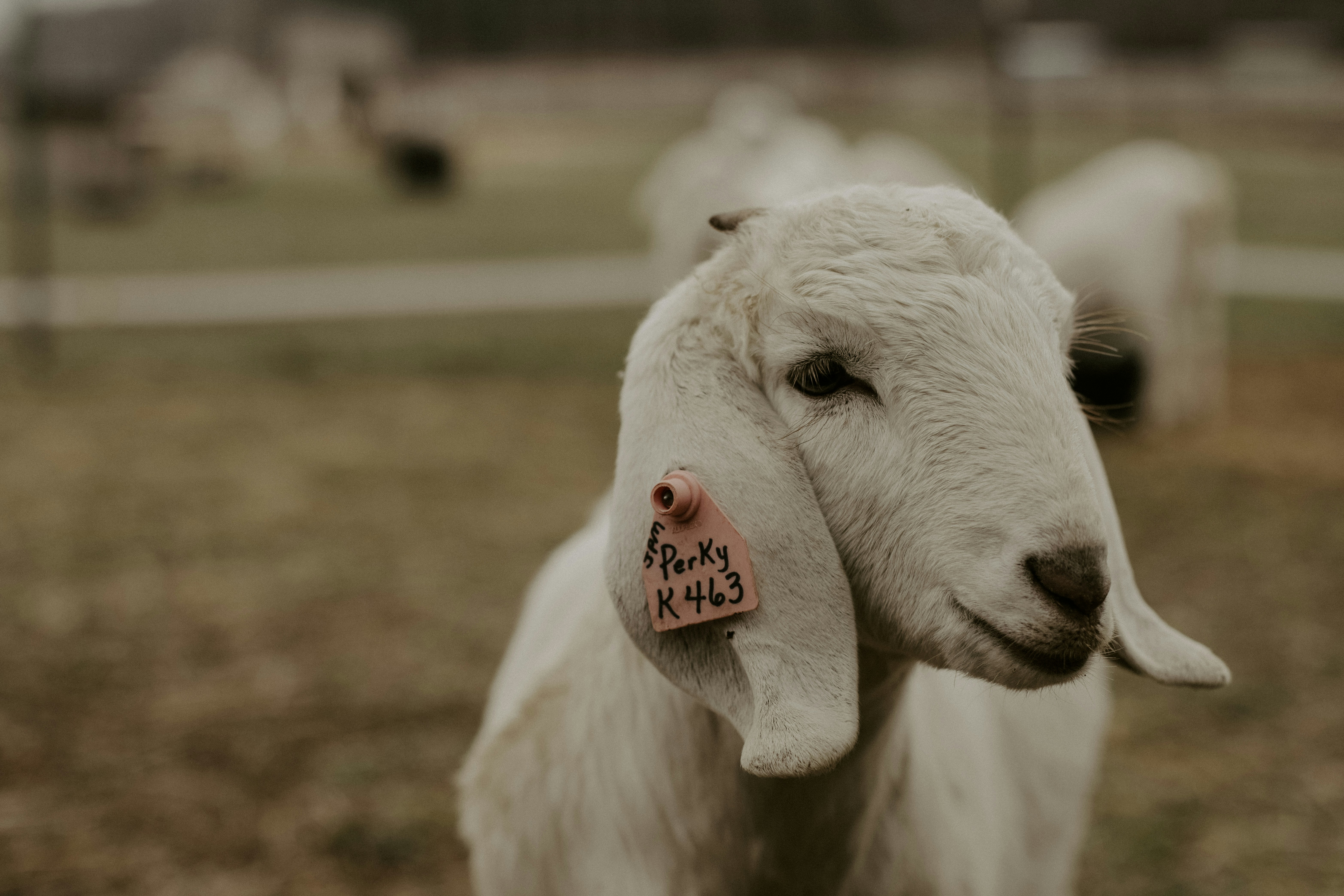 A close up of a goat with a tag on its ear photo – Free Kid Image on ...