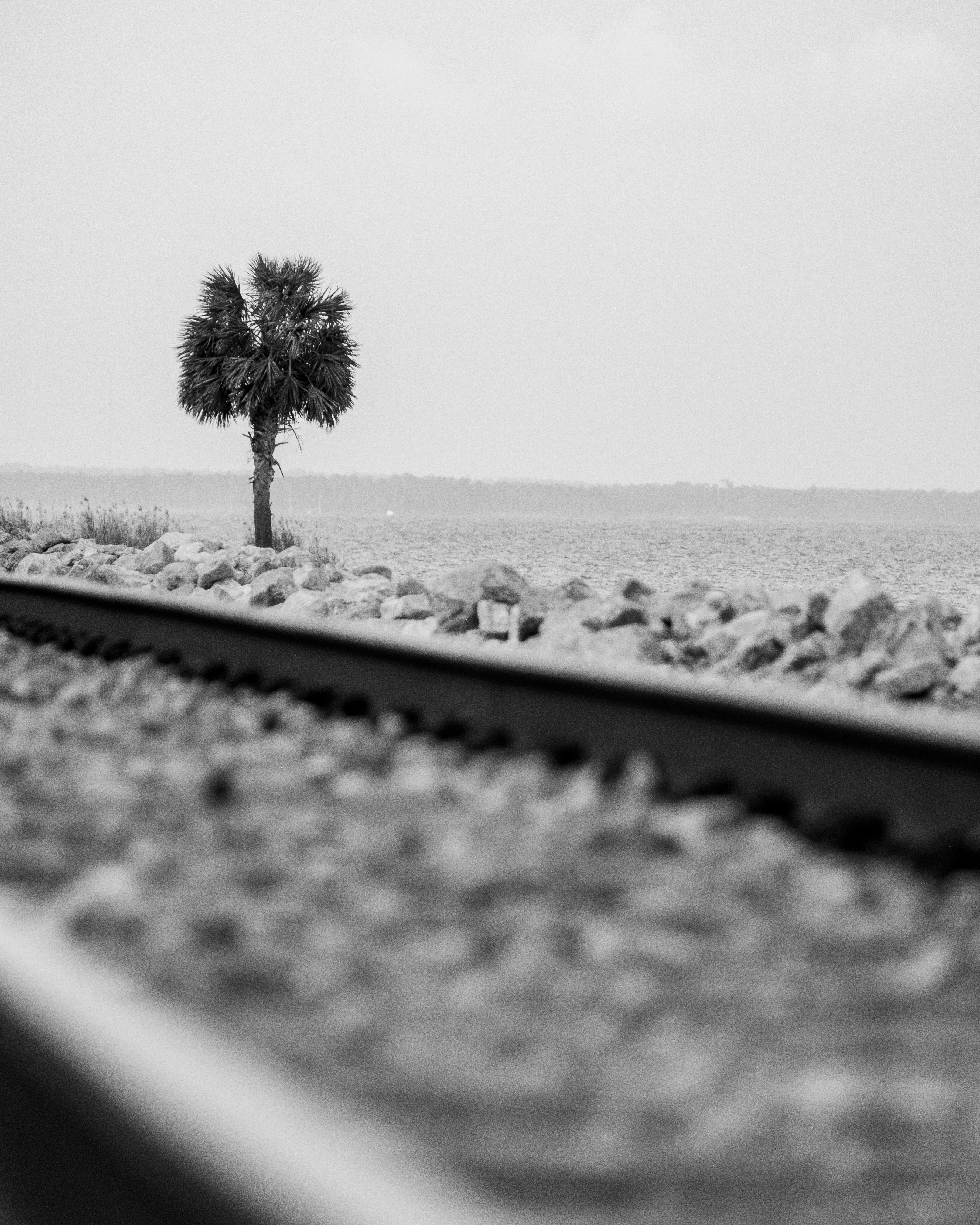 Lonely Palm by the Rails