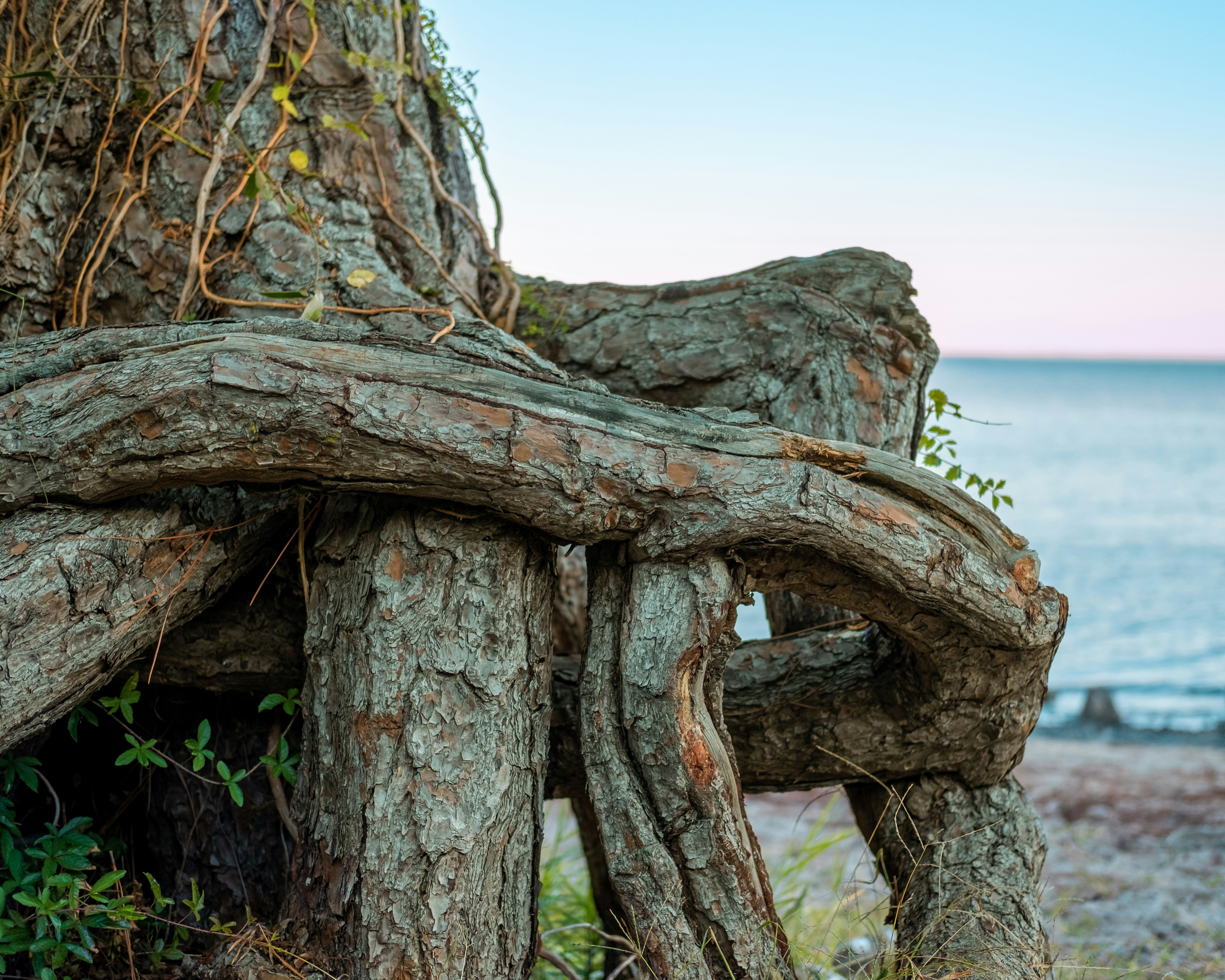 Wrapped in Weather: A Tidal Tree Trunk at the Shore