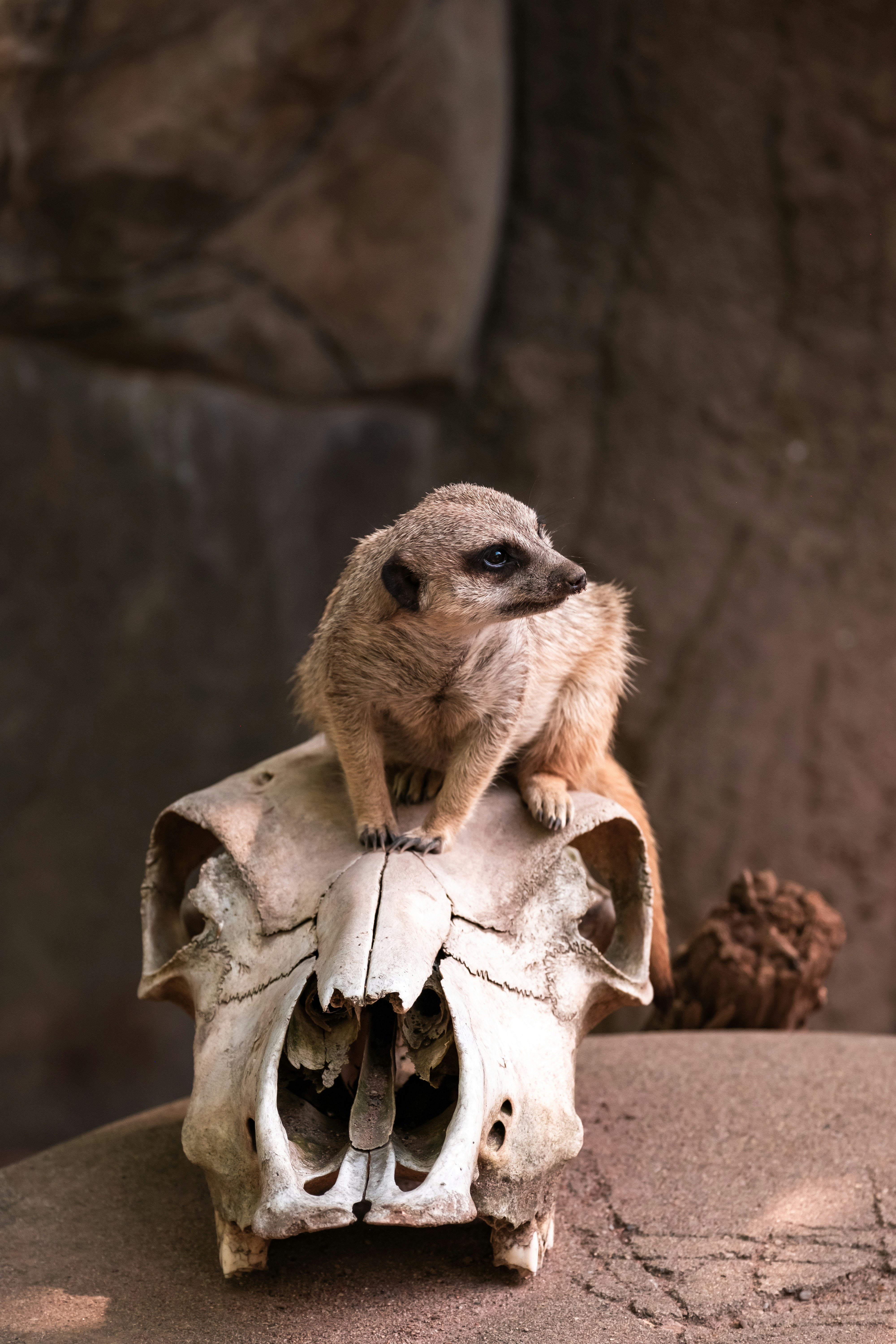 Warden of the Skull: A Meerkat Sentinel perches atop ancient remains
