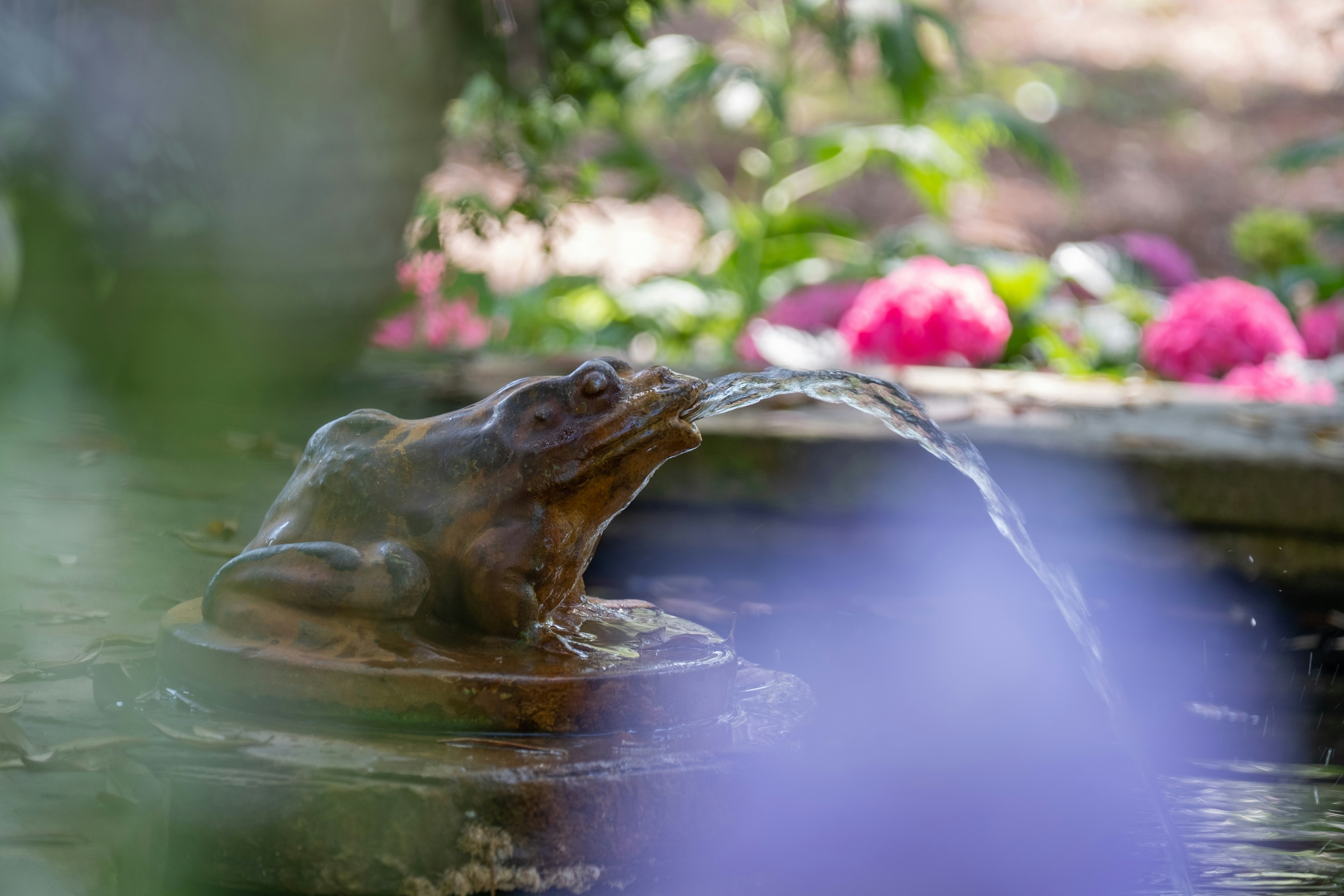 Frog statue spouting water in a garden pond with pink flowers in the background.