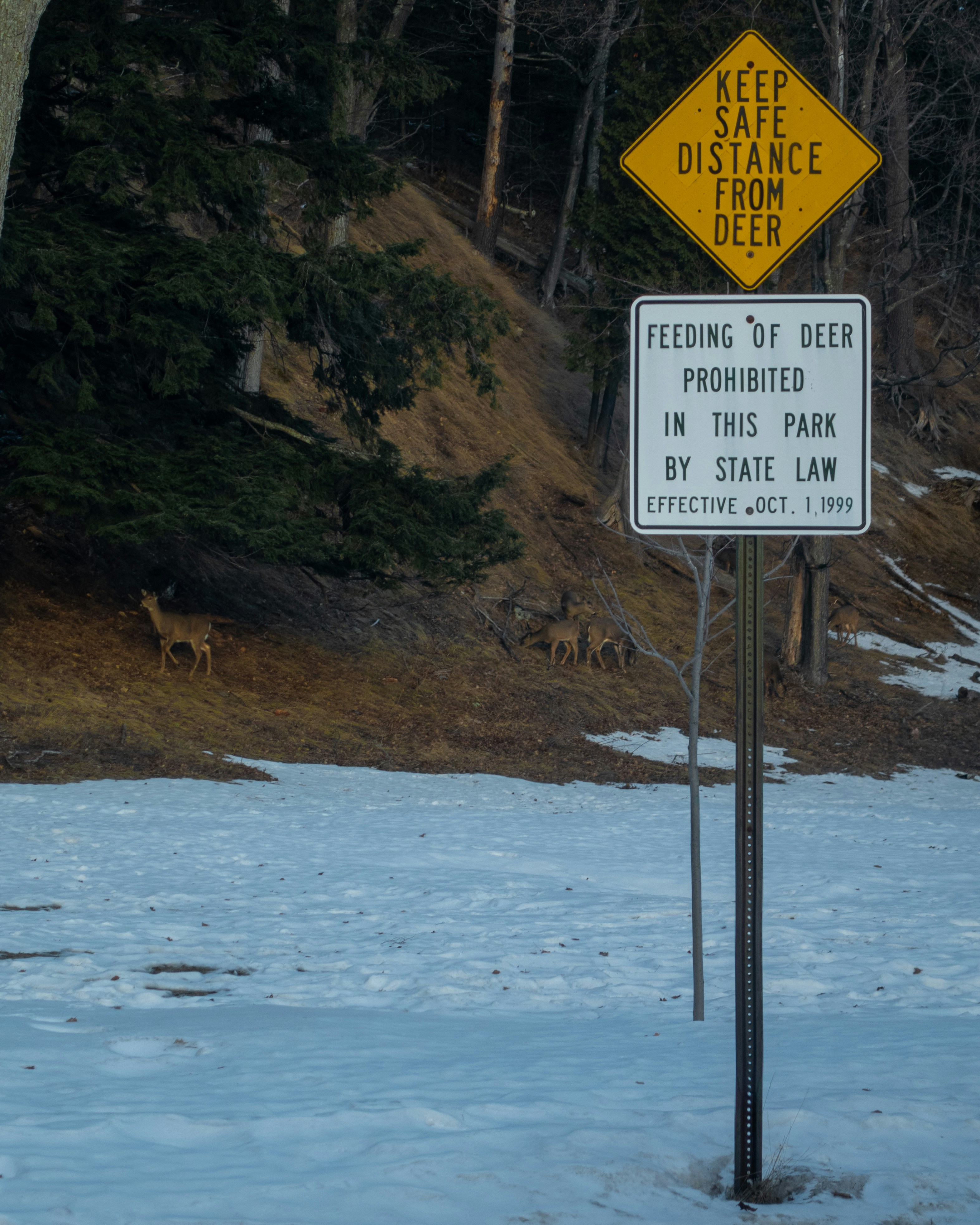 Winter Quiet: Deer Pause Near Prohibitive Sign in a Snow-Dusted Park