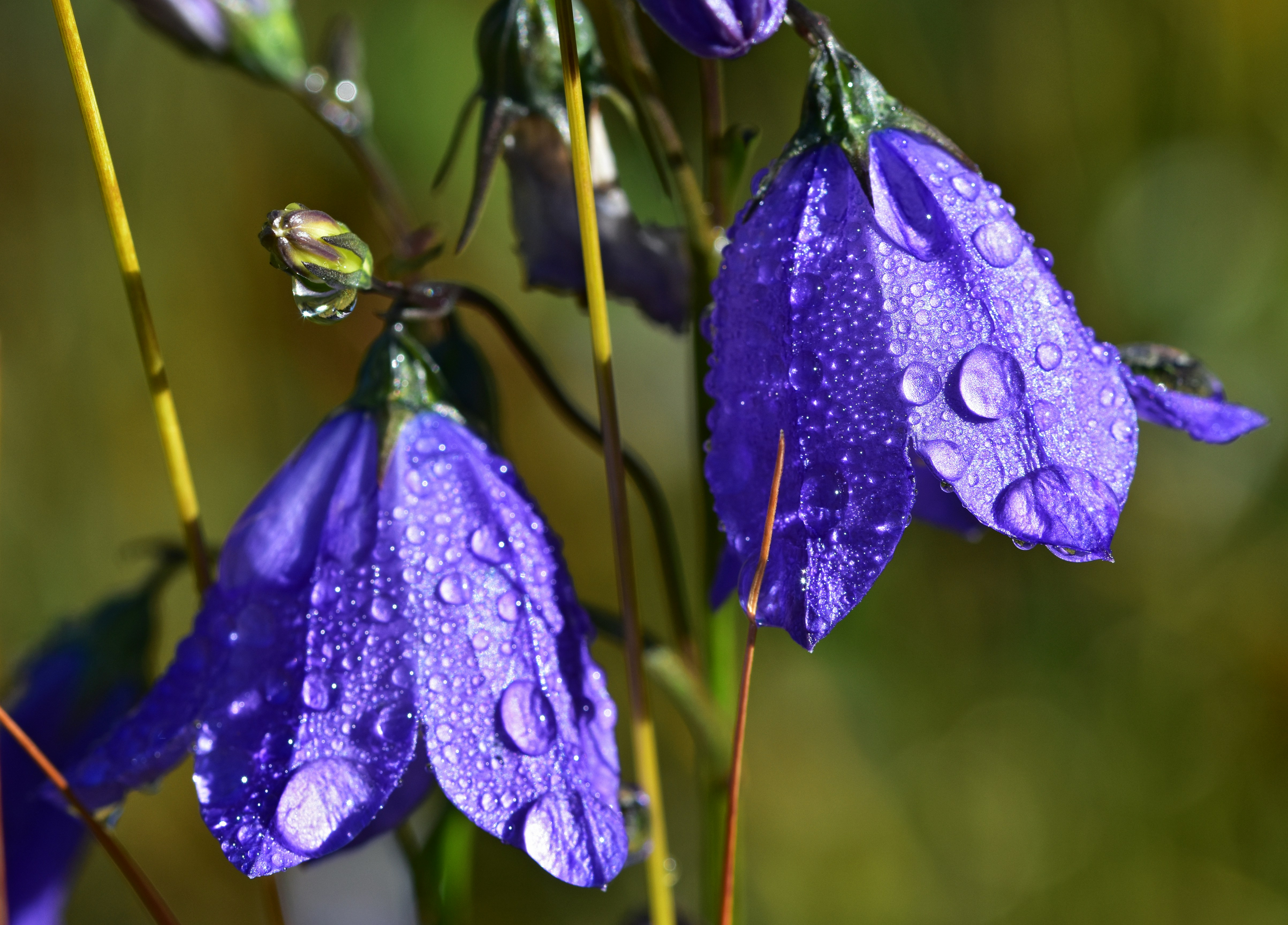A purple flower with water droplets on it photo – Free Flowers Image on ...