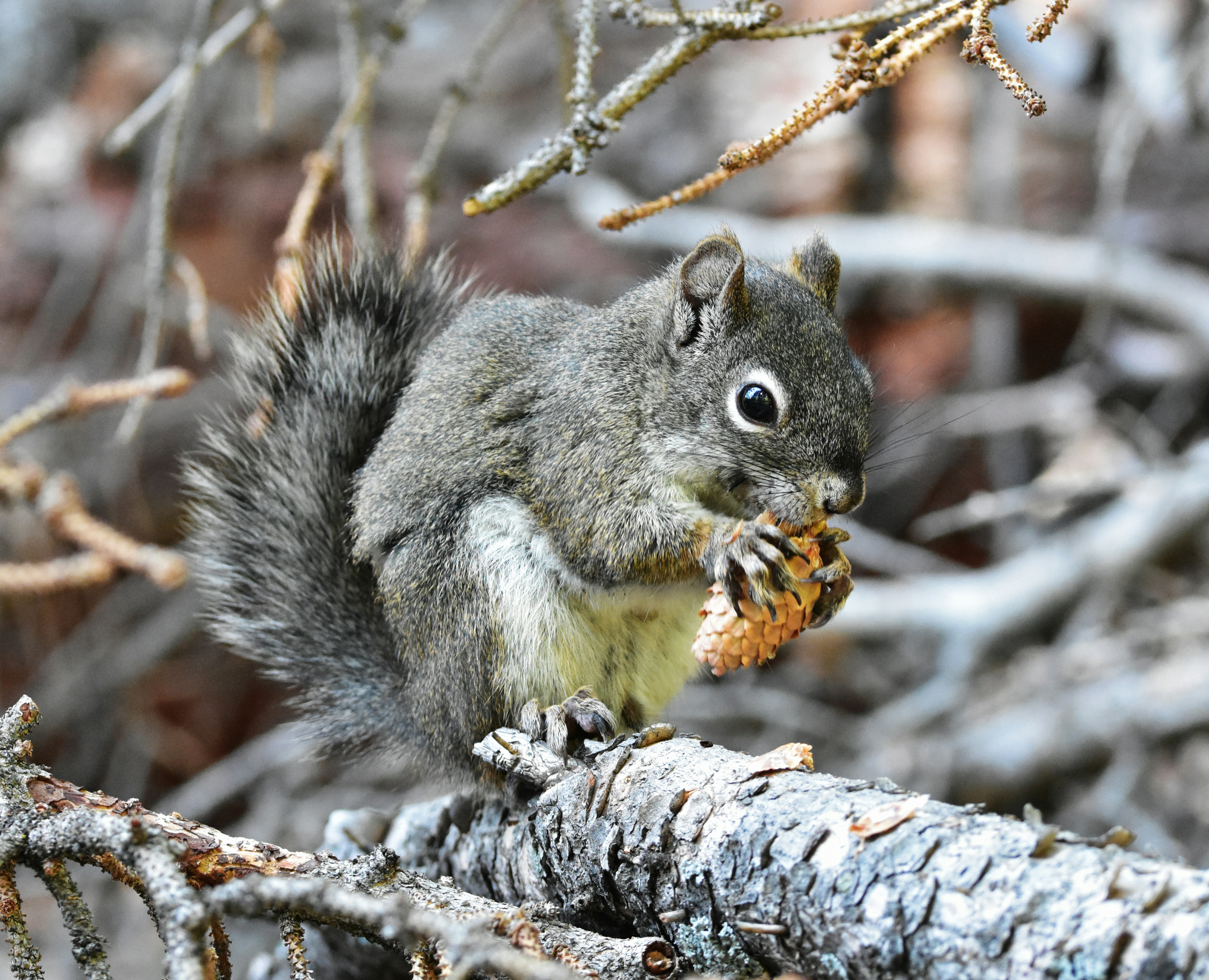 Foto Una ardilla comiendo un pedazo de comida en la rama de un árbol ...