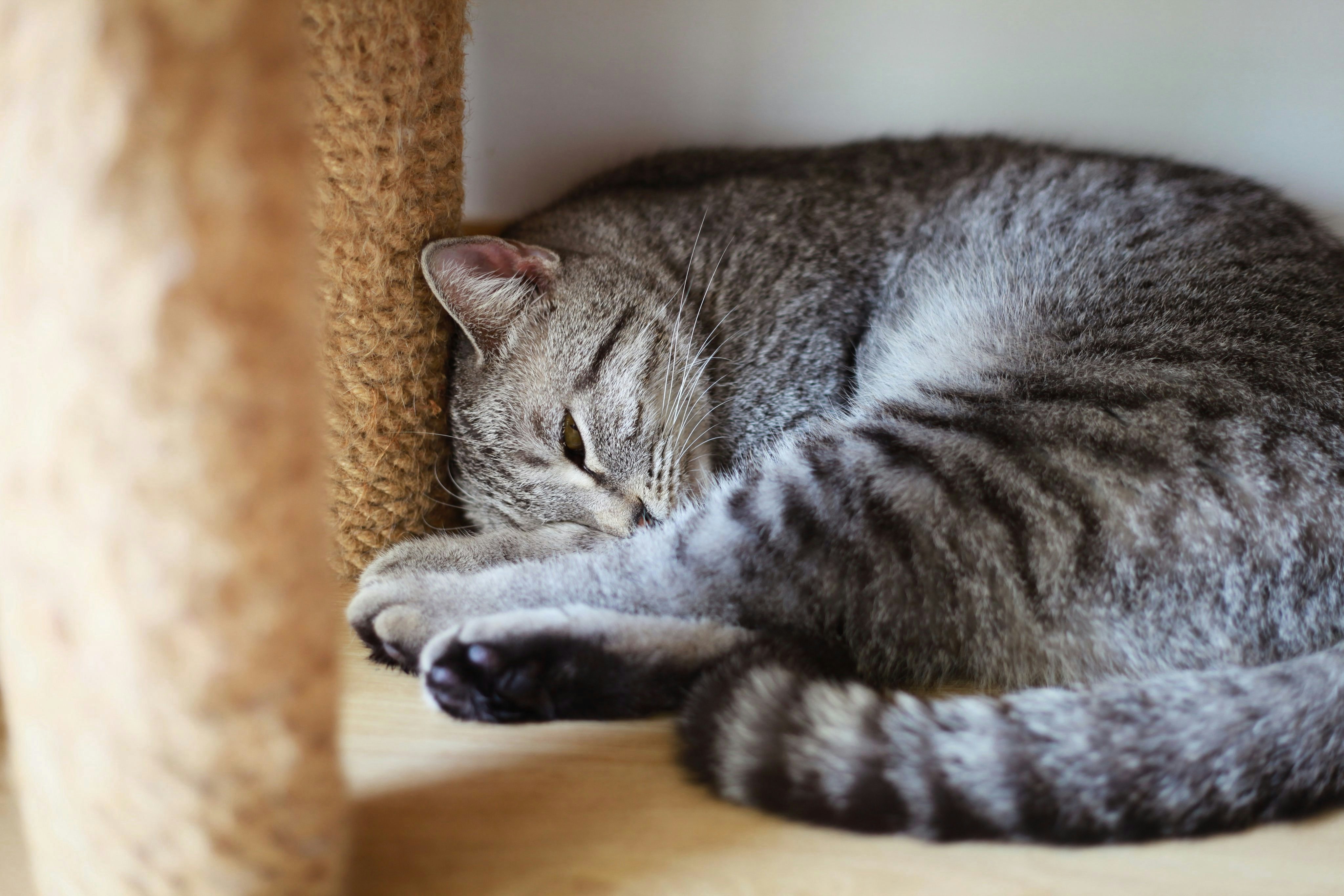 A cat sleeping on top of a scratching post photo – Free Cat Image on ...