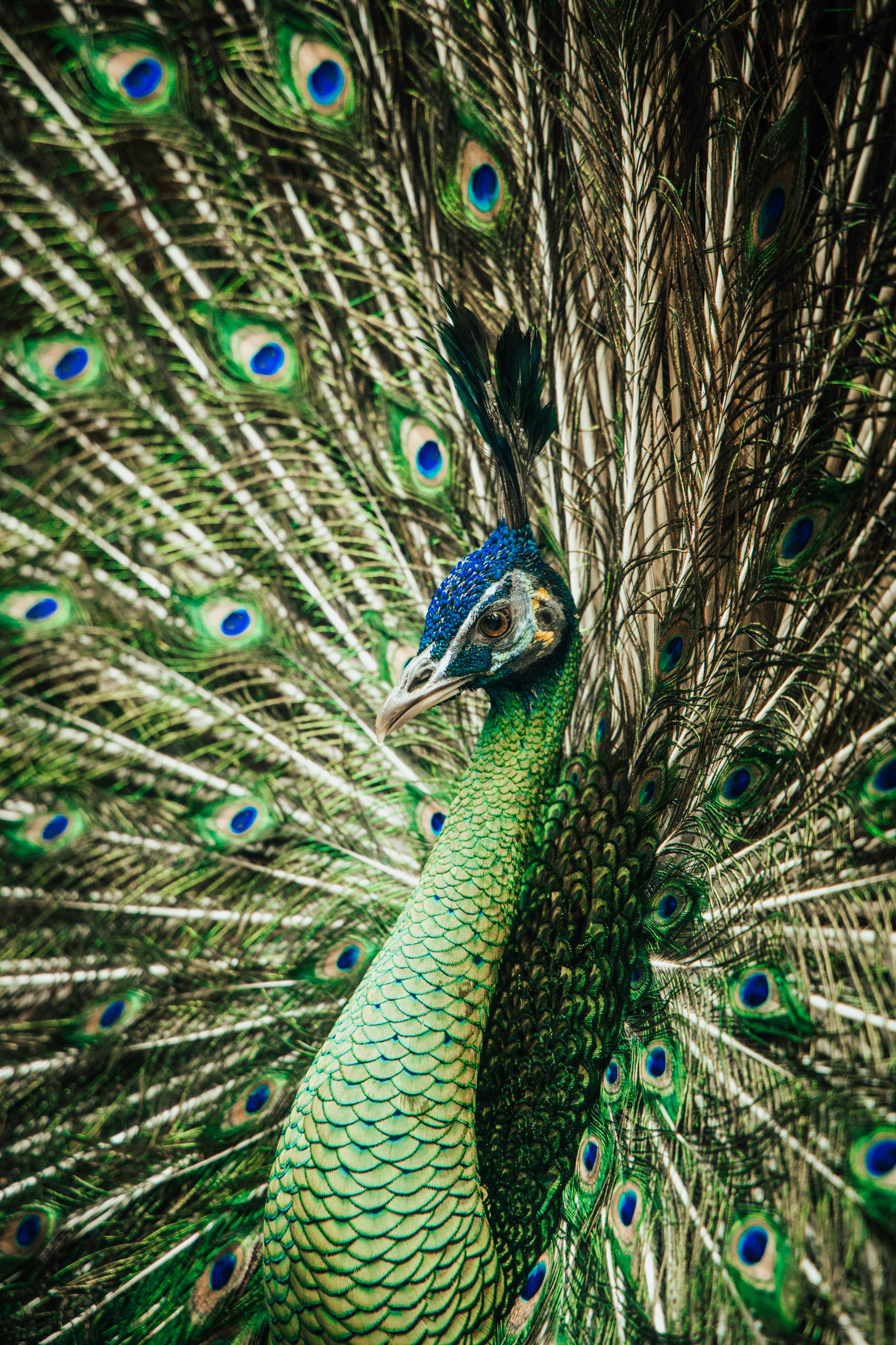 a close up of a peacock displaying its feathers