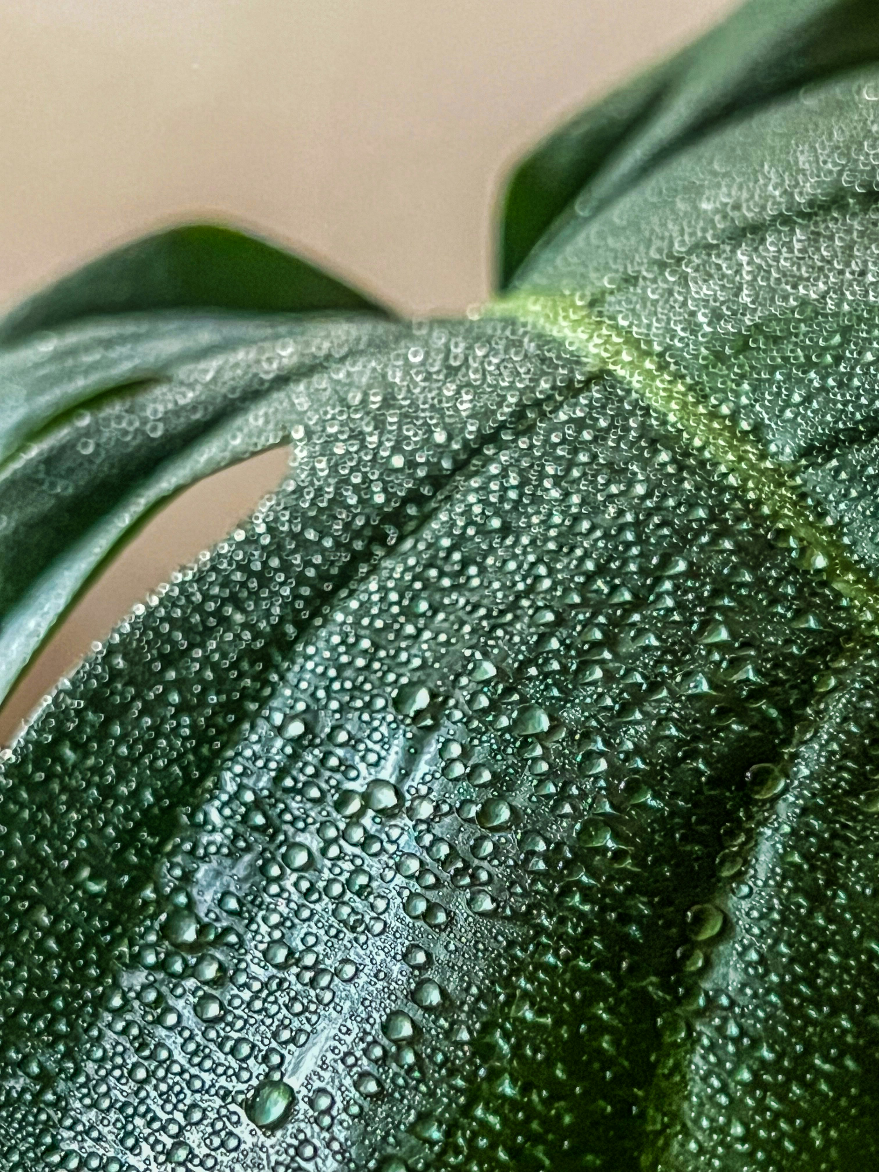 a close up of a green leaf with drops of water on it