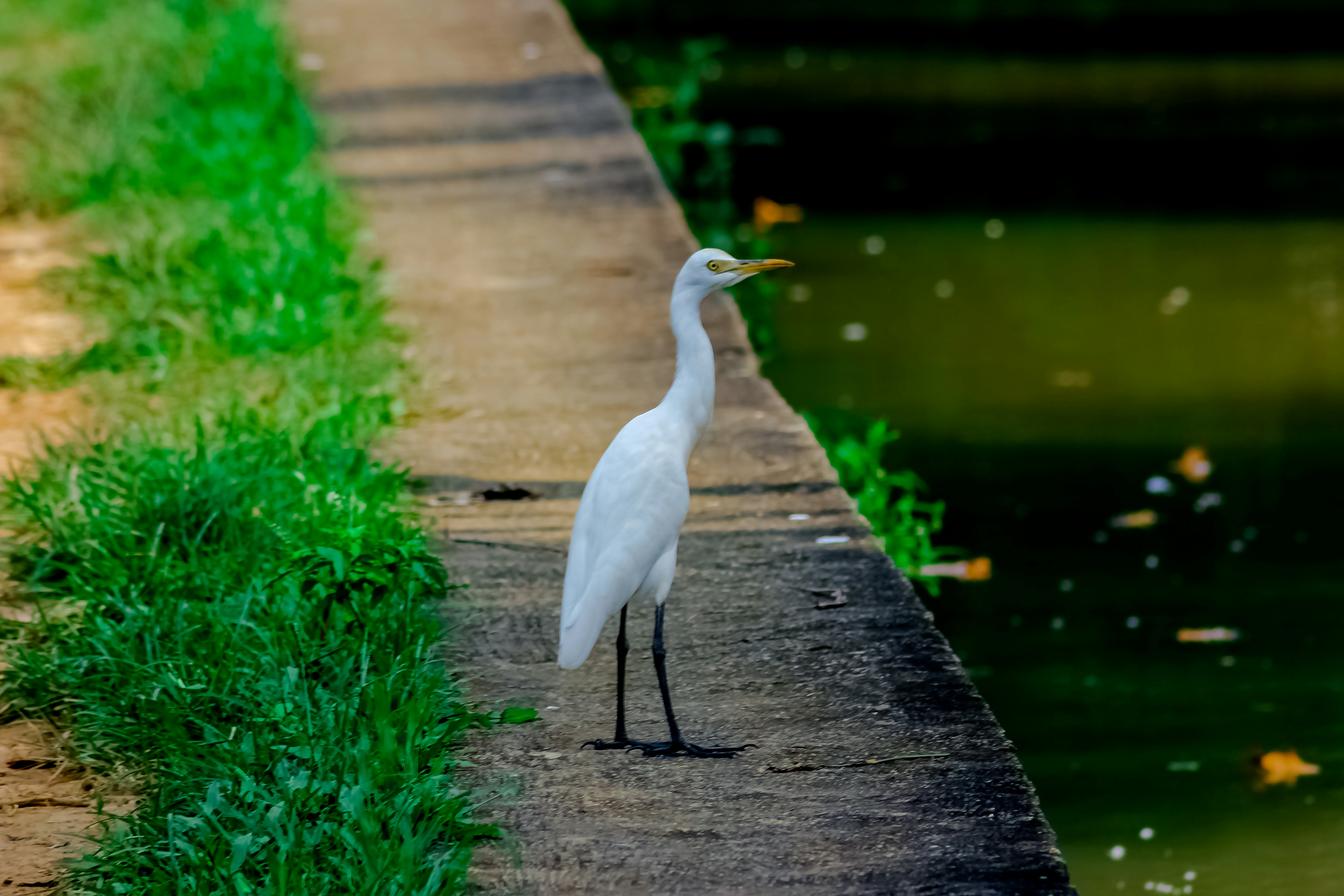 Foto Un pájaro blanco parado al lado de un río – Imagen Lago Vellayani ...