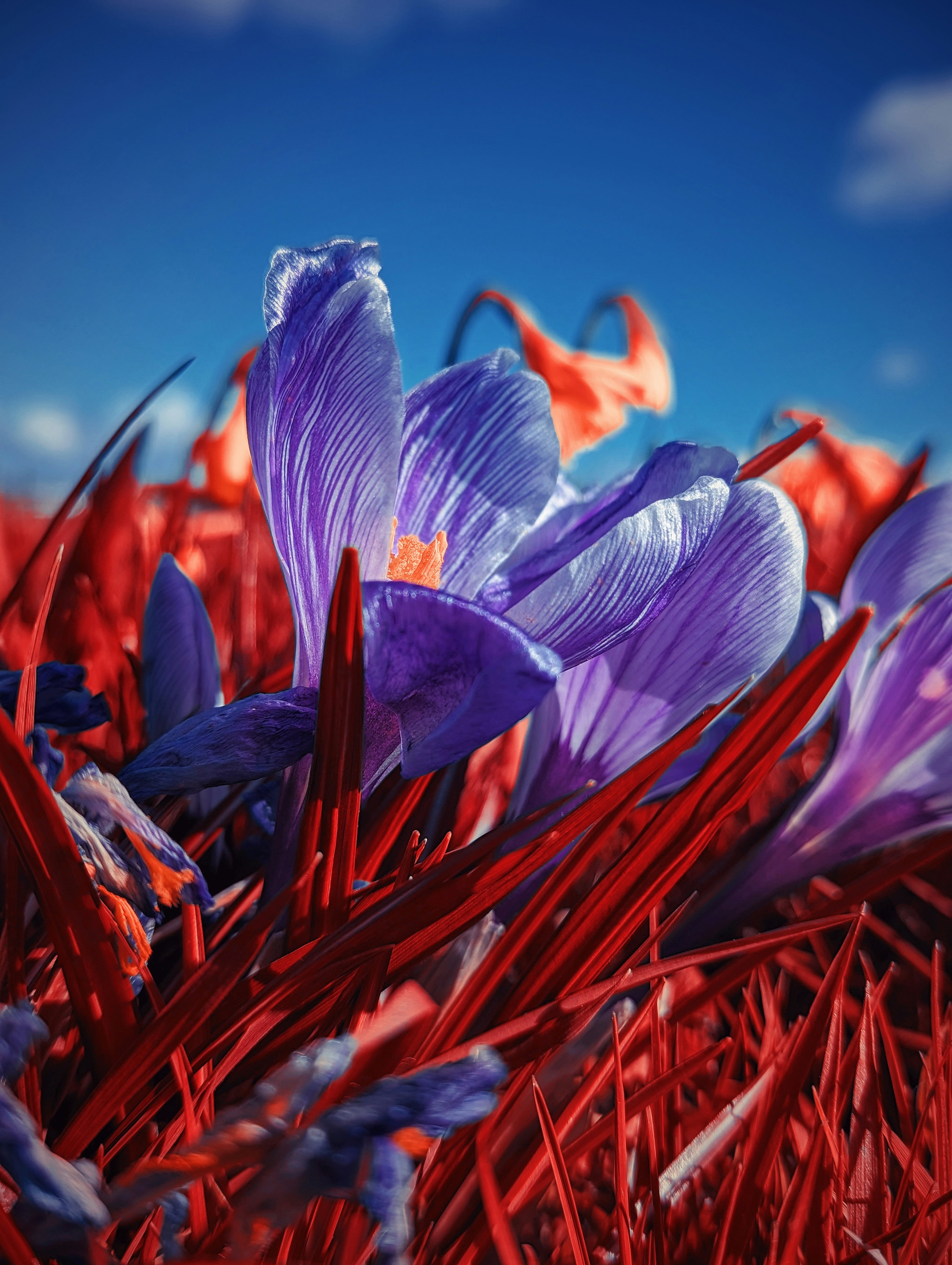 Purple Iris Bloom Surviving Flight Through Crimson Grass