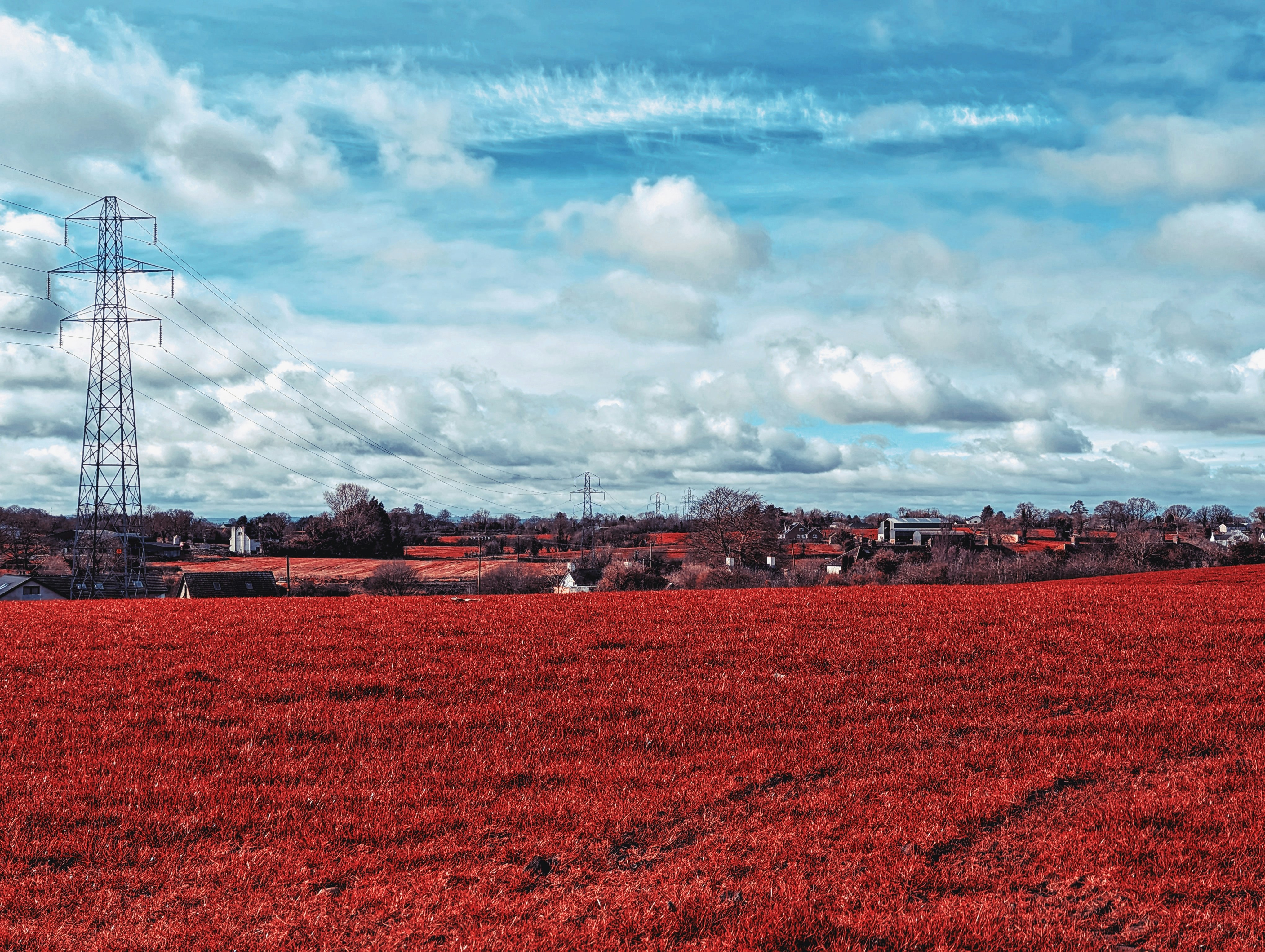 a field of red flowers with power lines in the background