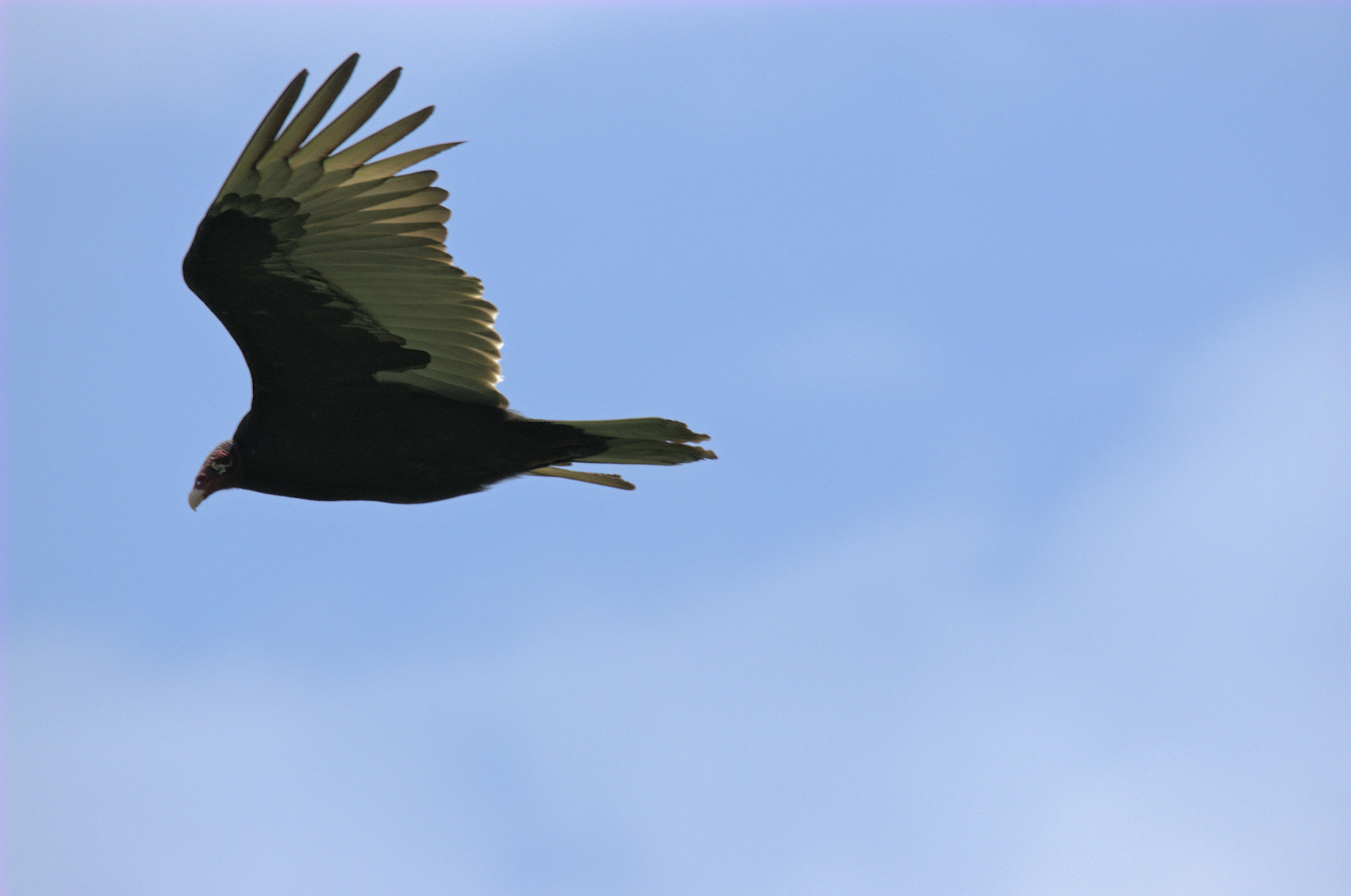 Turkey Vulture [Truthahngeier, Cathartes aura] in the sky over Tortuguero, Costa Rica, Jan 2023