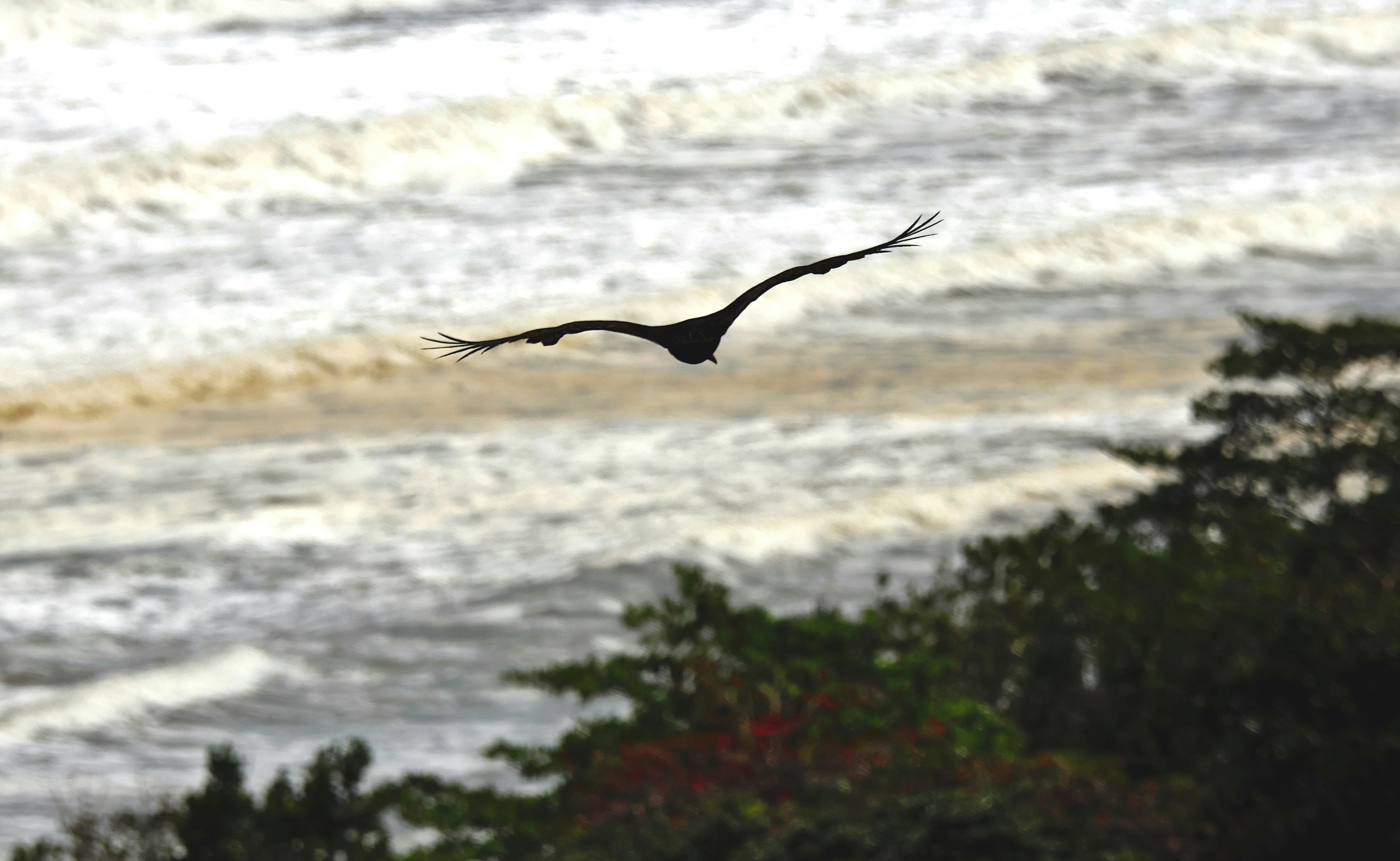 Silhouette of a Seabird in Flight Over Tidal Gray