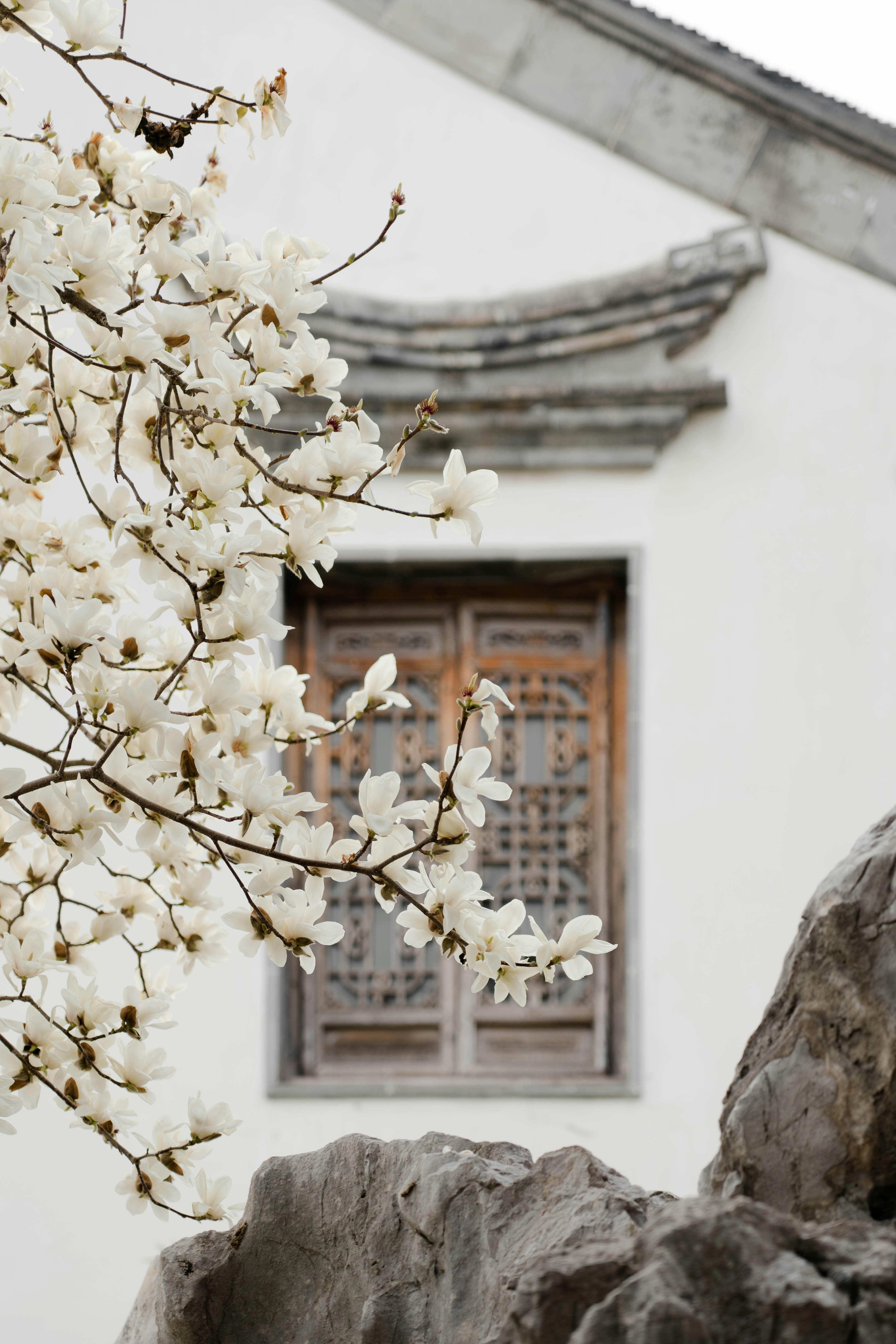 White Blossoms Framing a Quiet Wooden Window in a Courtyard