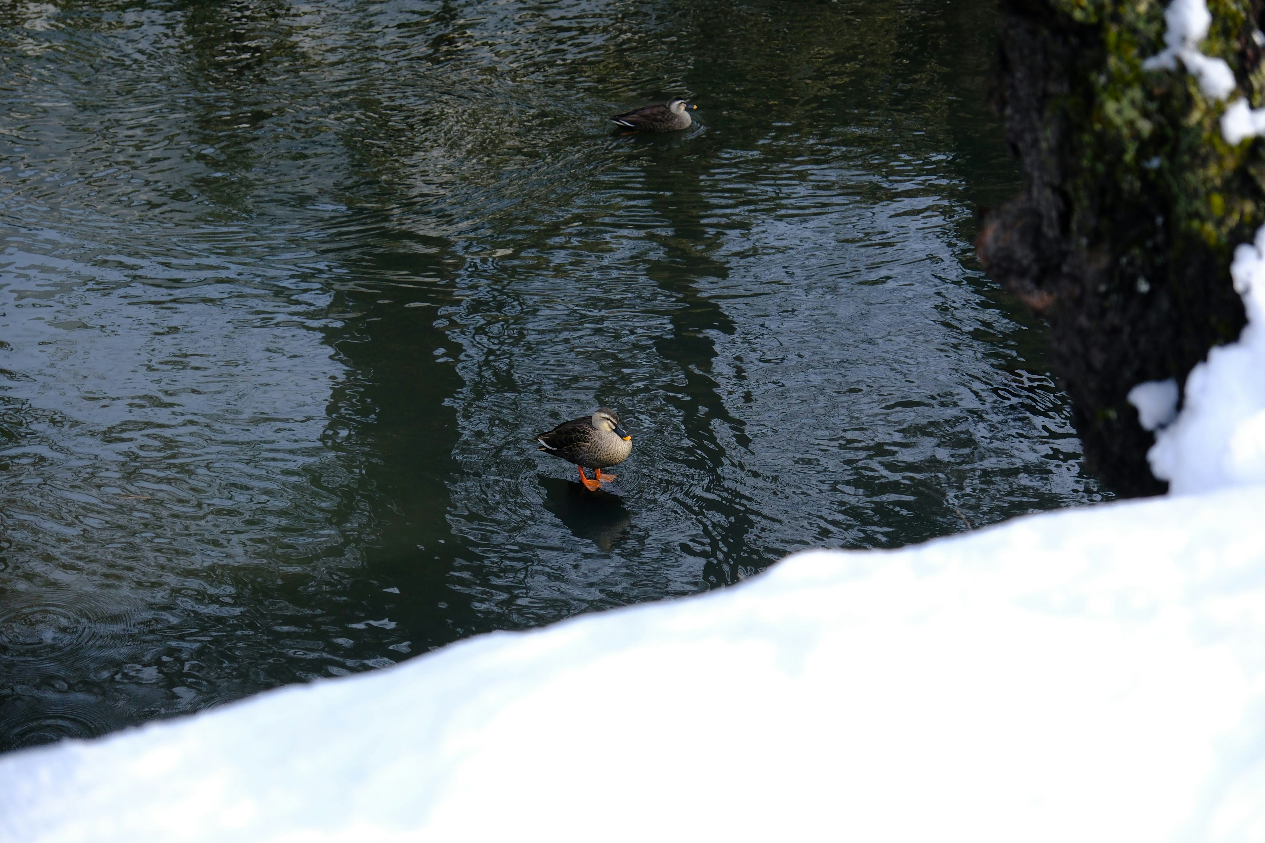 a couple of ducks floating on top of a river
