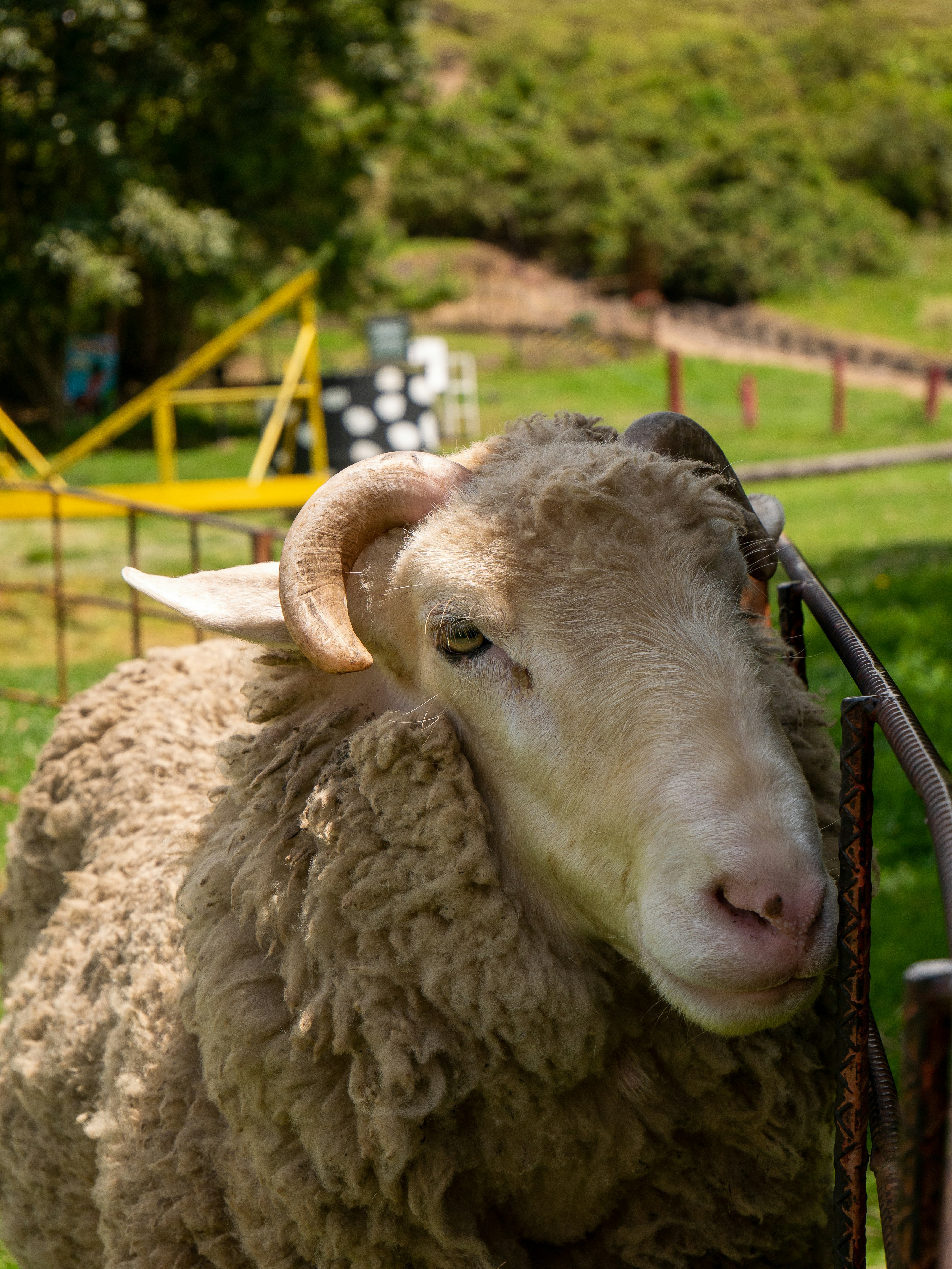 Close-Quarters Portrait of a Highland Bosom with Gentle Gaze