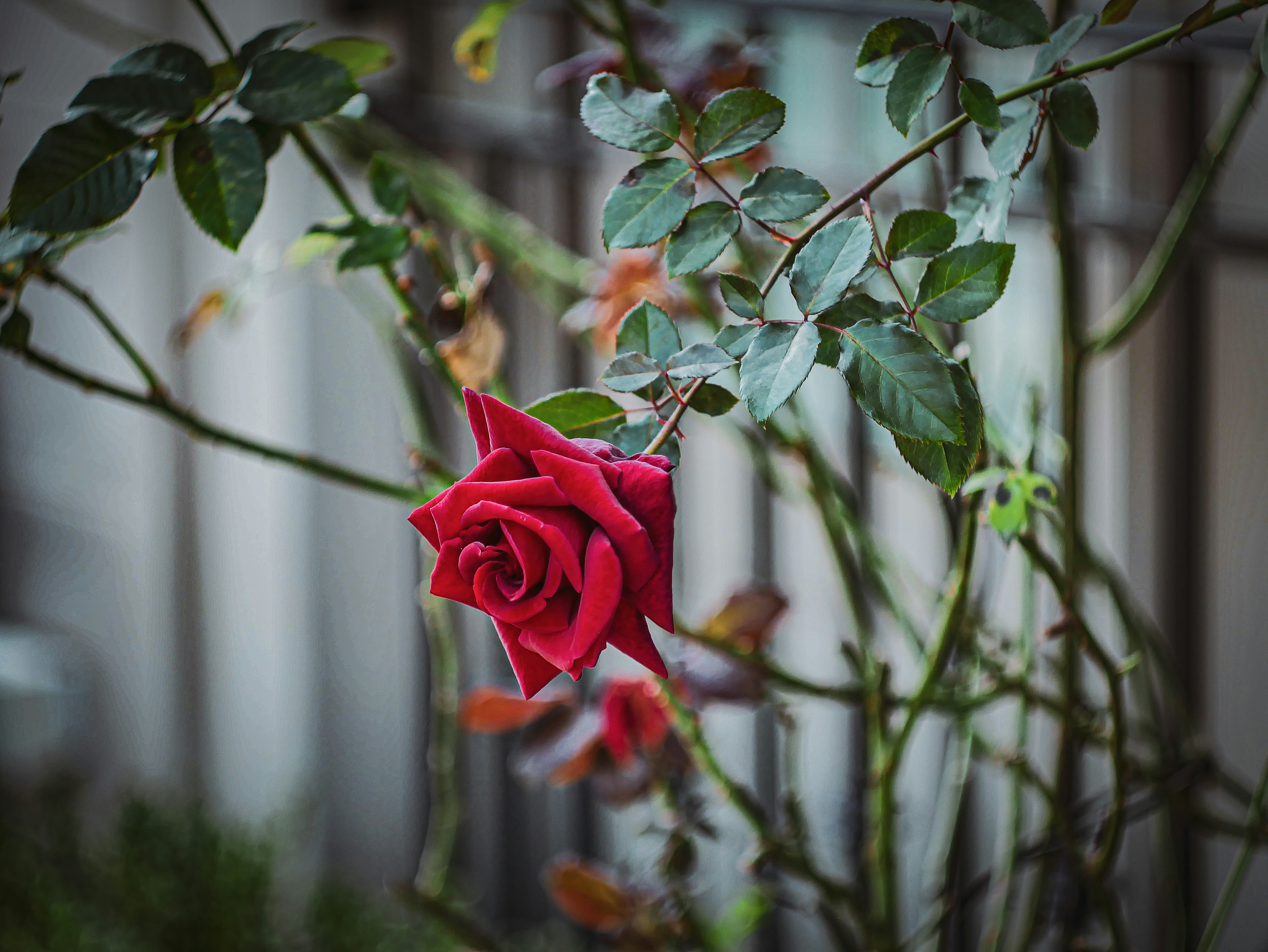 Rose attached to plant