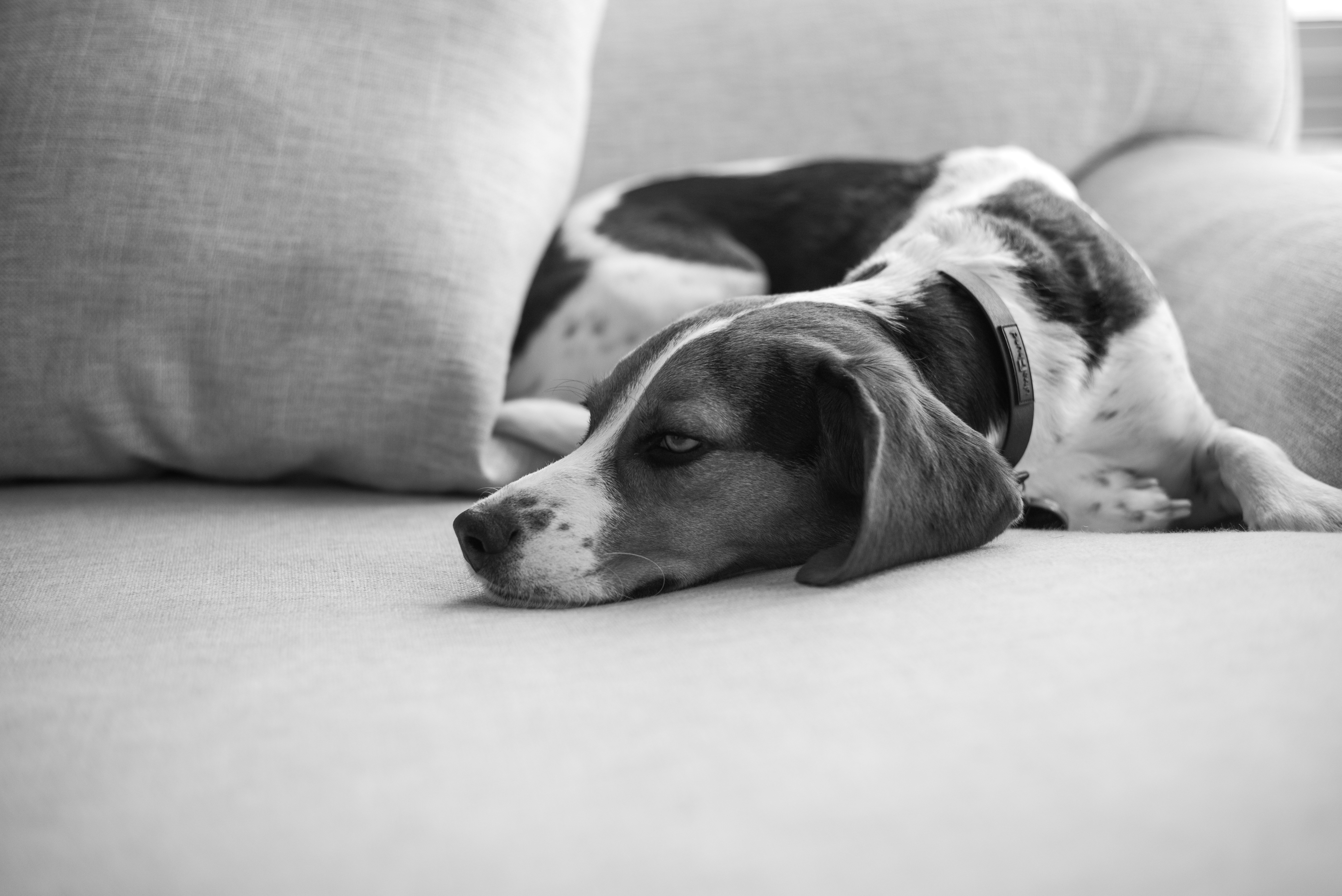 A beagle resting on a light-colored couch, showcasing a serene expression. The soft textures of the cushions complement the dog's relaxed demeanor.
