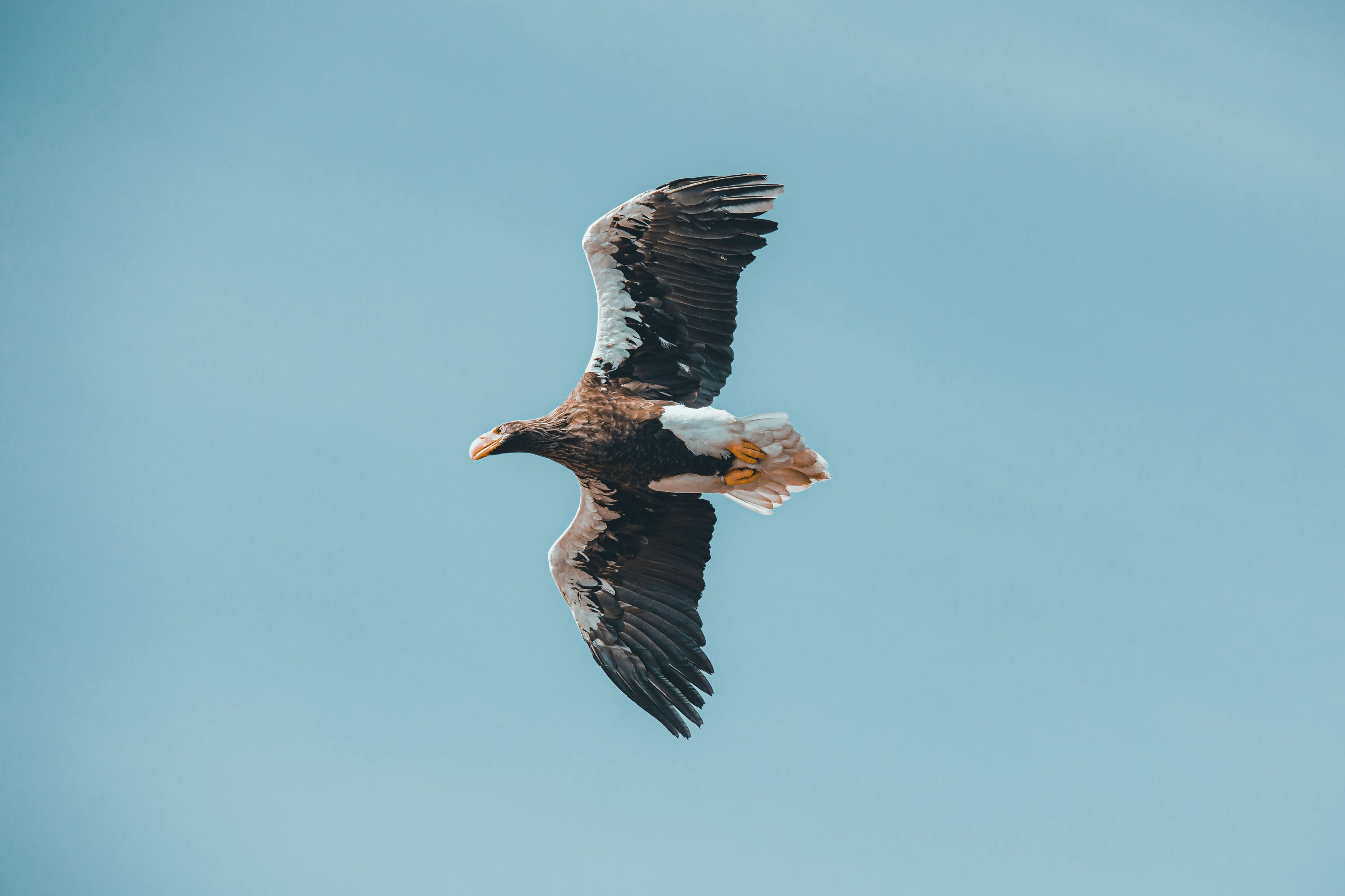 Photo by Frida Lannerström with Canon EOS R6