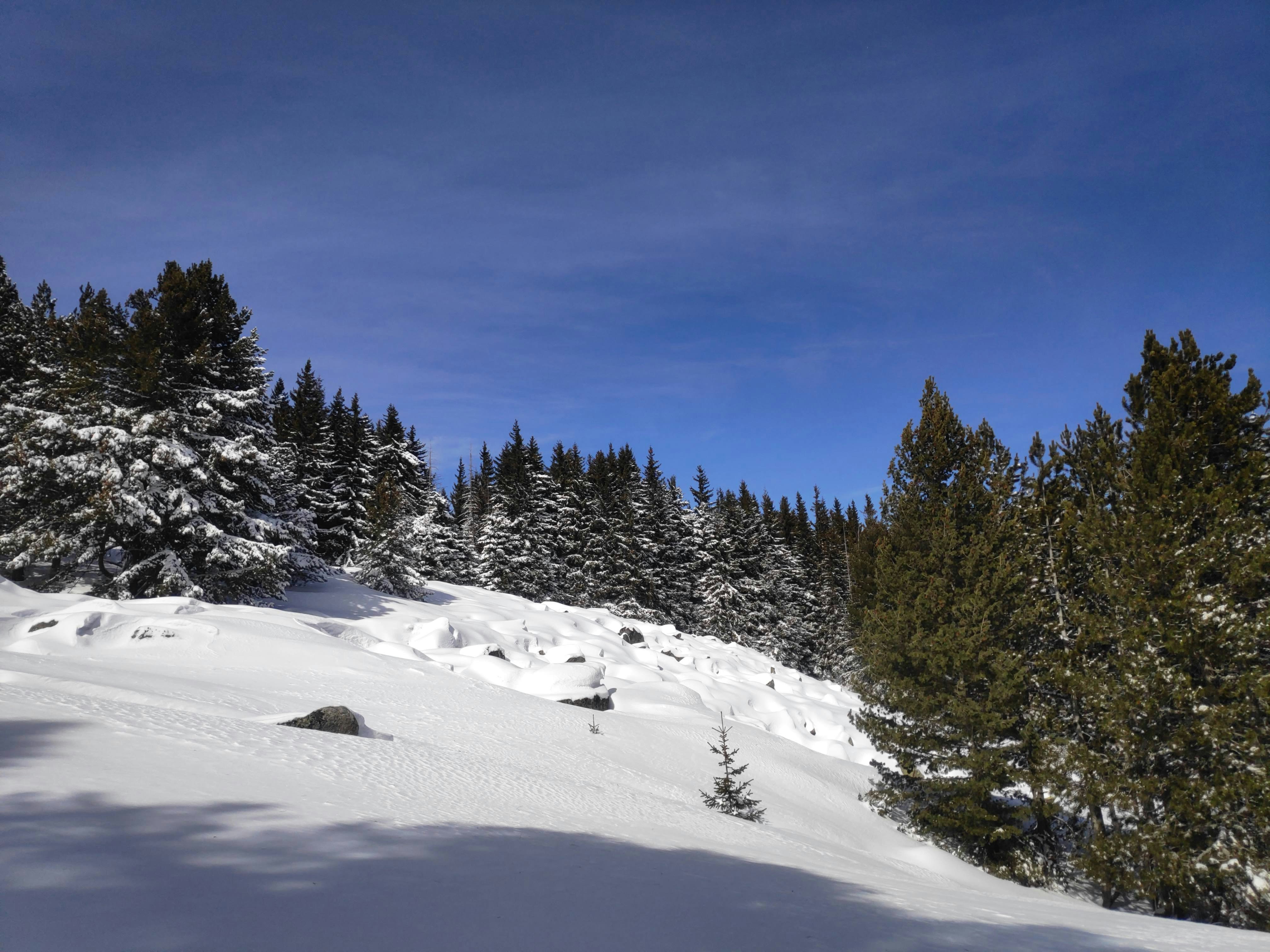 A snow covered hill with trees in the background photo – Free Aleko hut ...