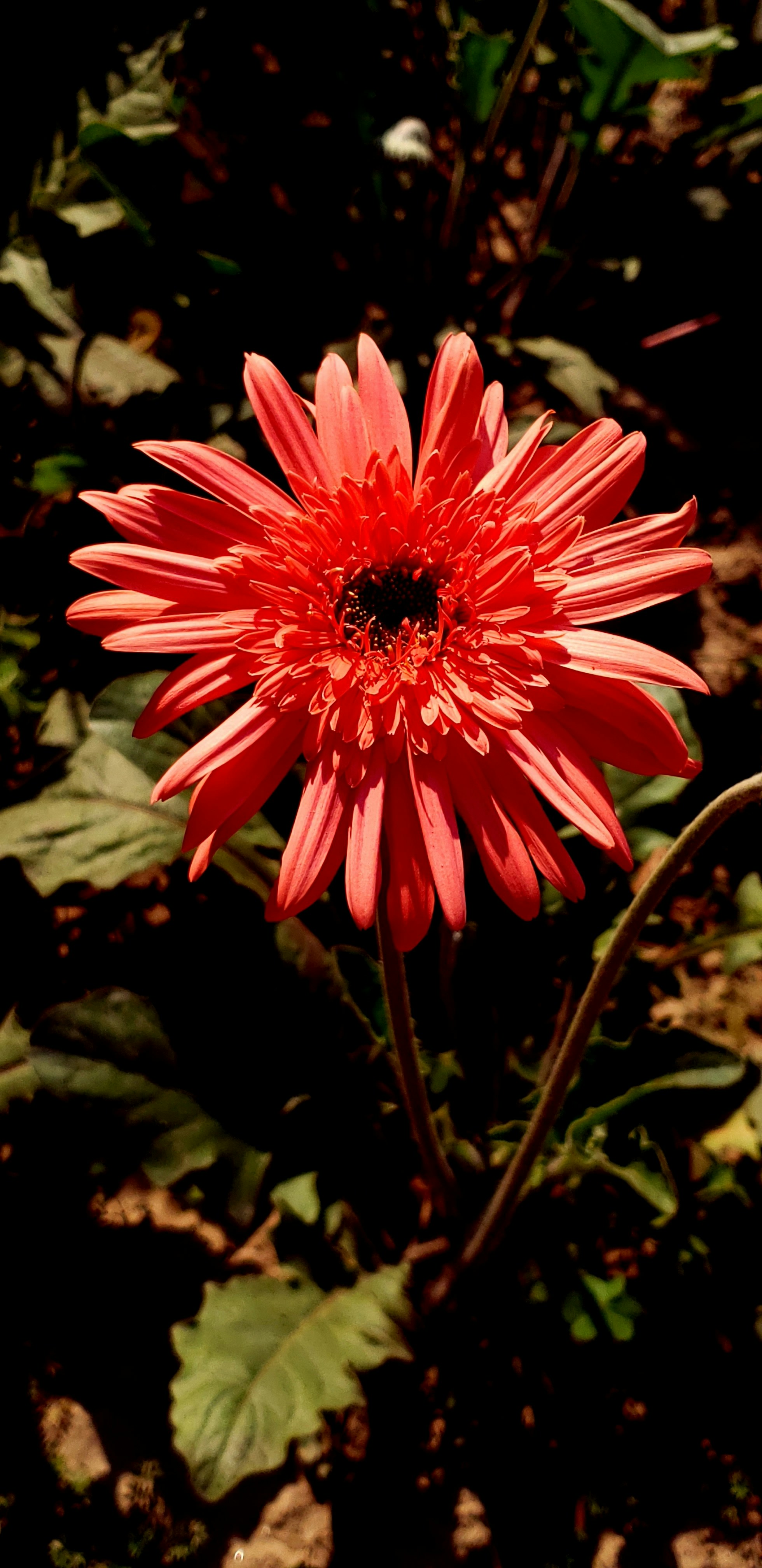 Photo by Aleena Malik with Samsung Galaxy S9 Plus