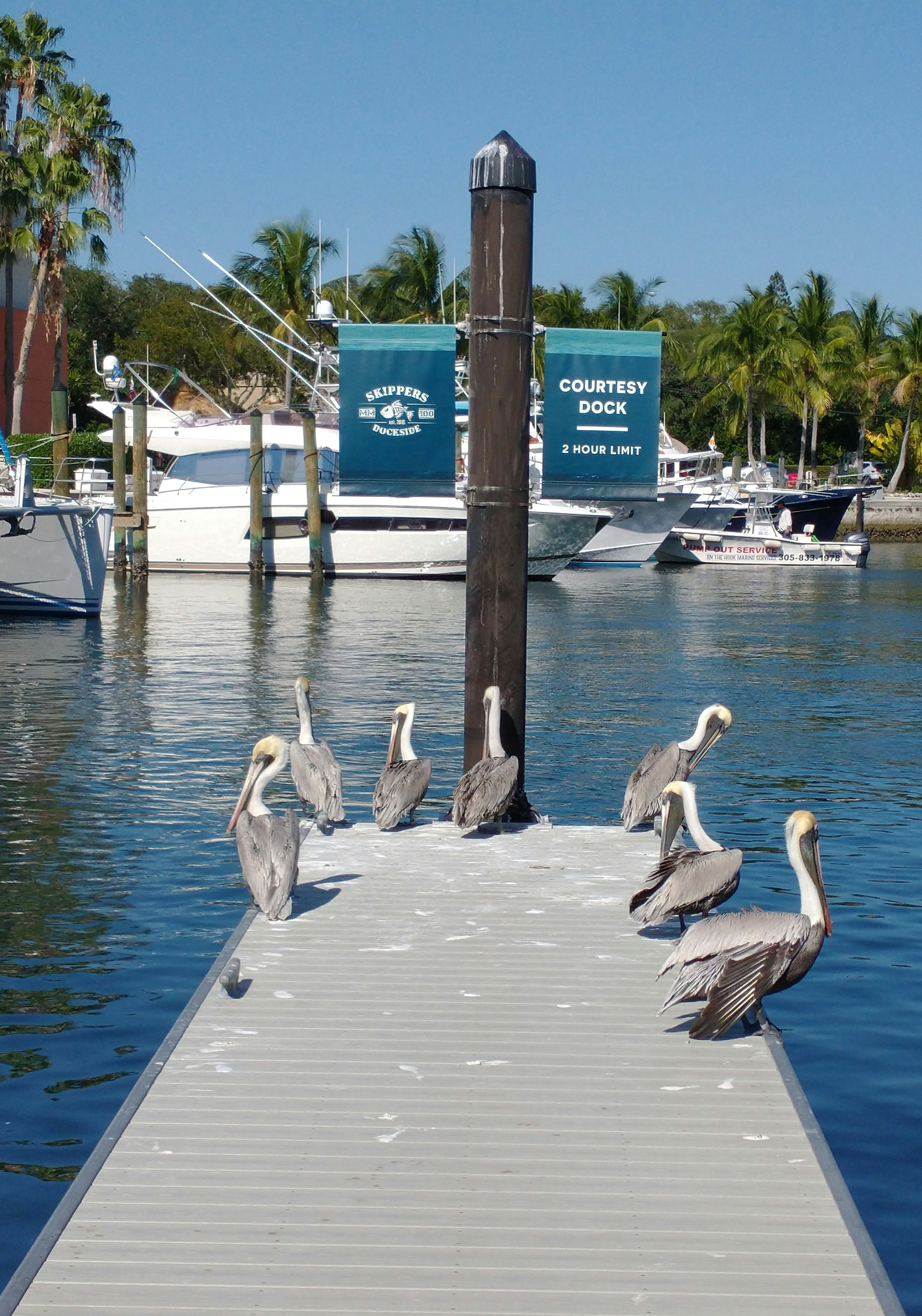 Pelican Parade on a Marina Dock