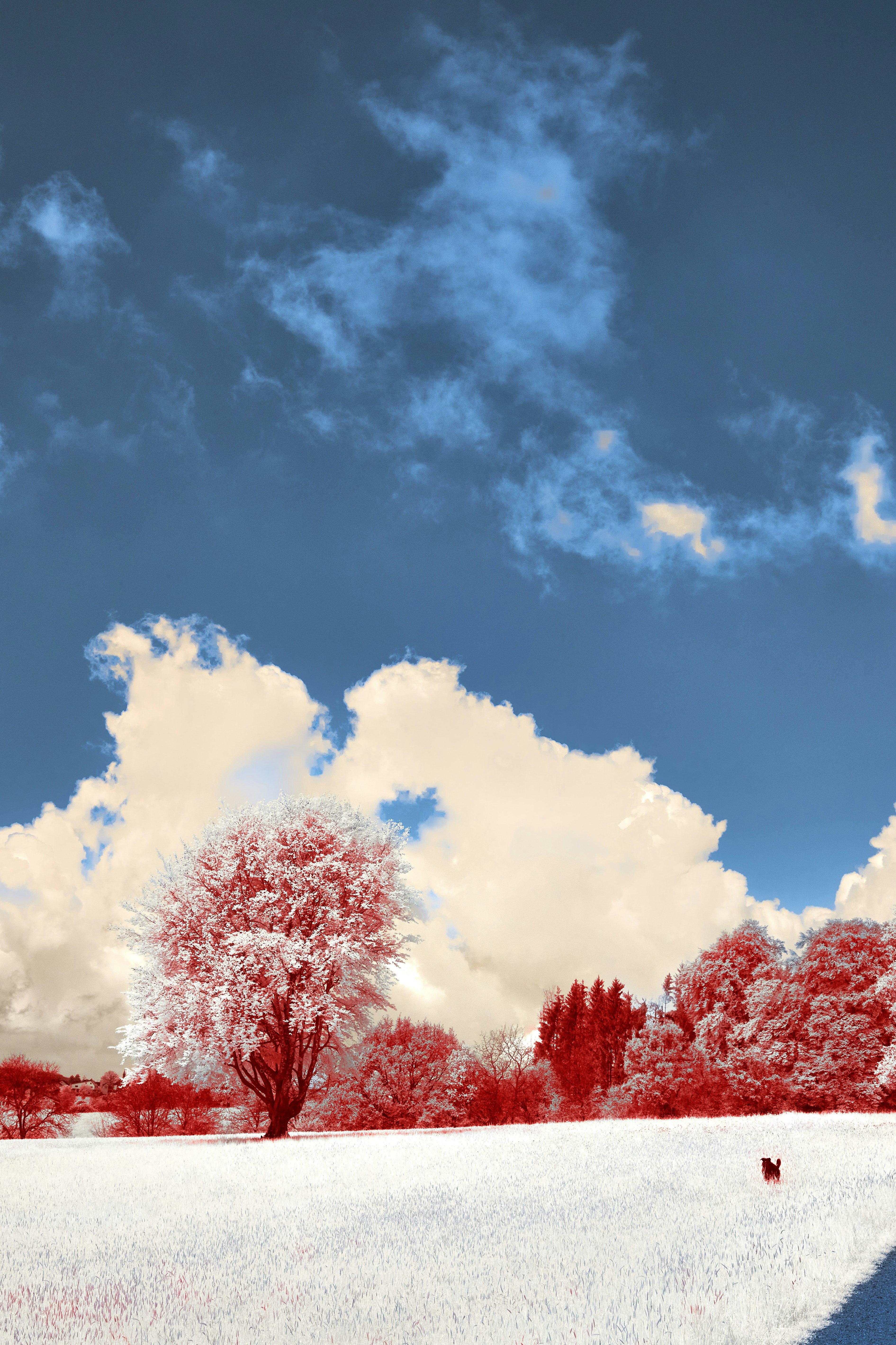 Une photo rouge et blanche d’arbres et de nuages photo – Photo ...