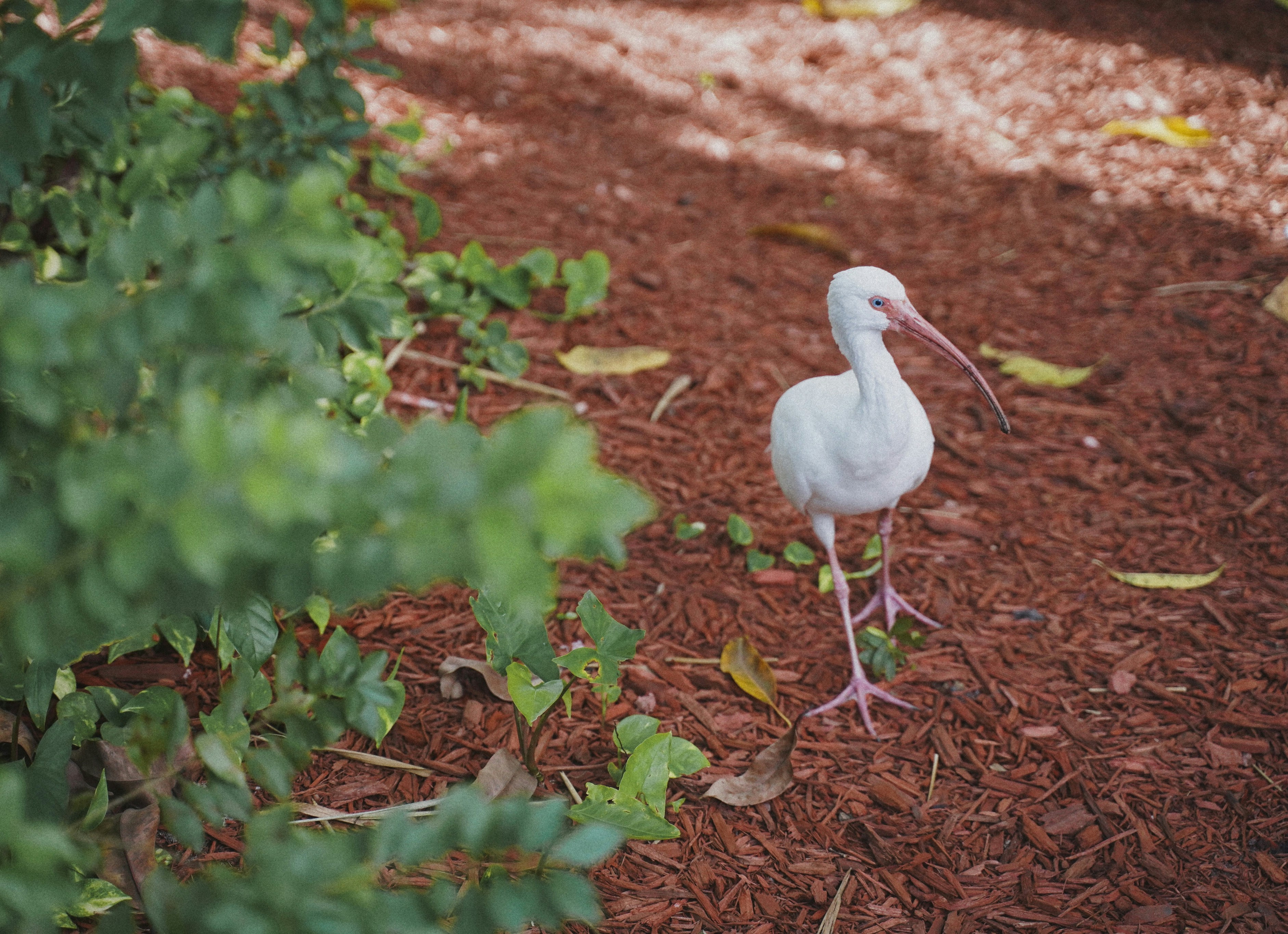 White Egret Pauses on Red Mulch Amid Garden Greenery