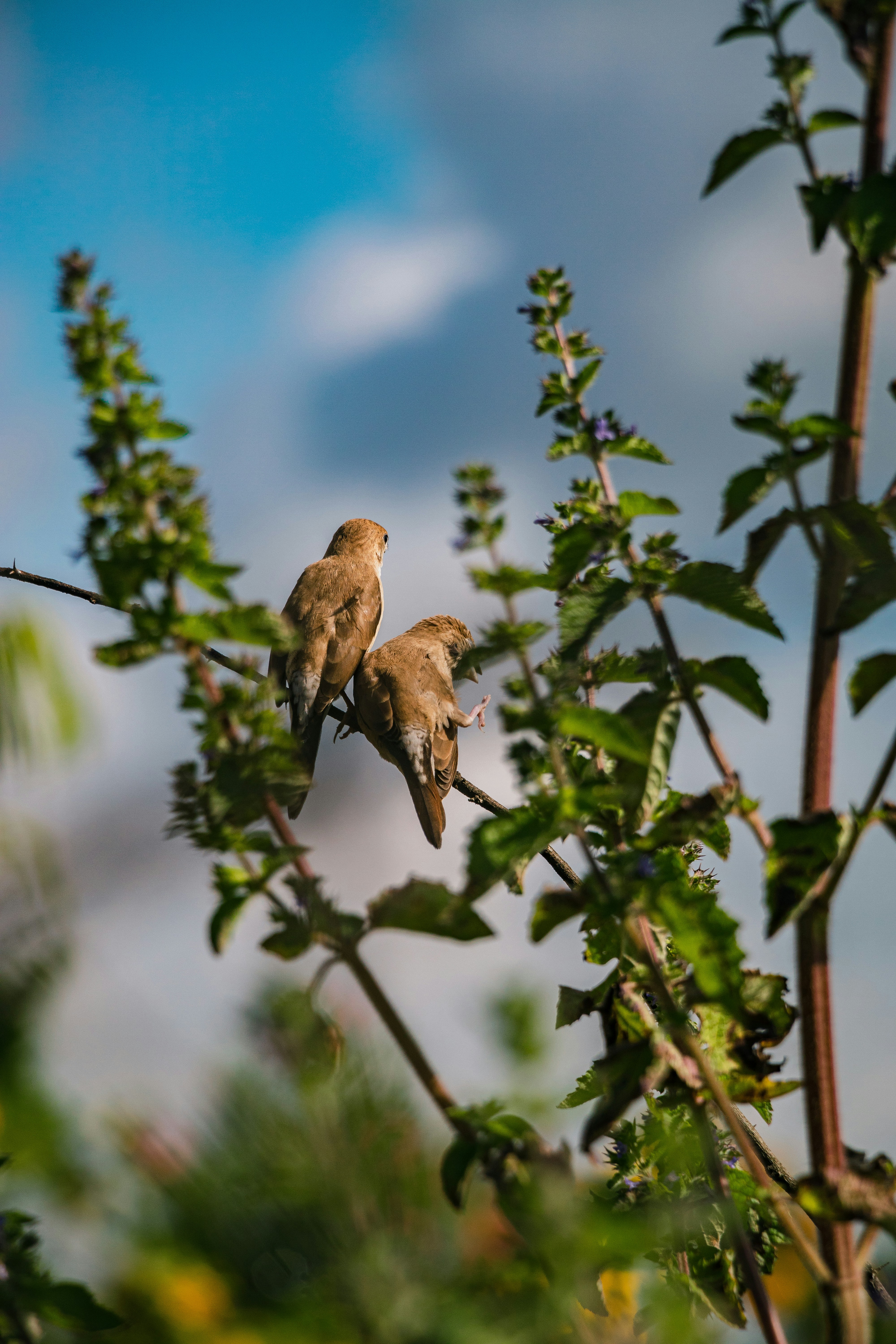 Sunlit duet: two sparrows on a budding branch
