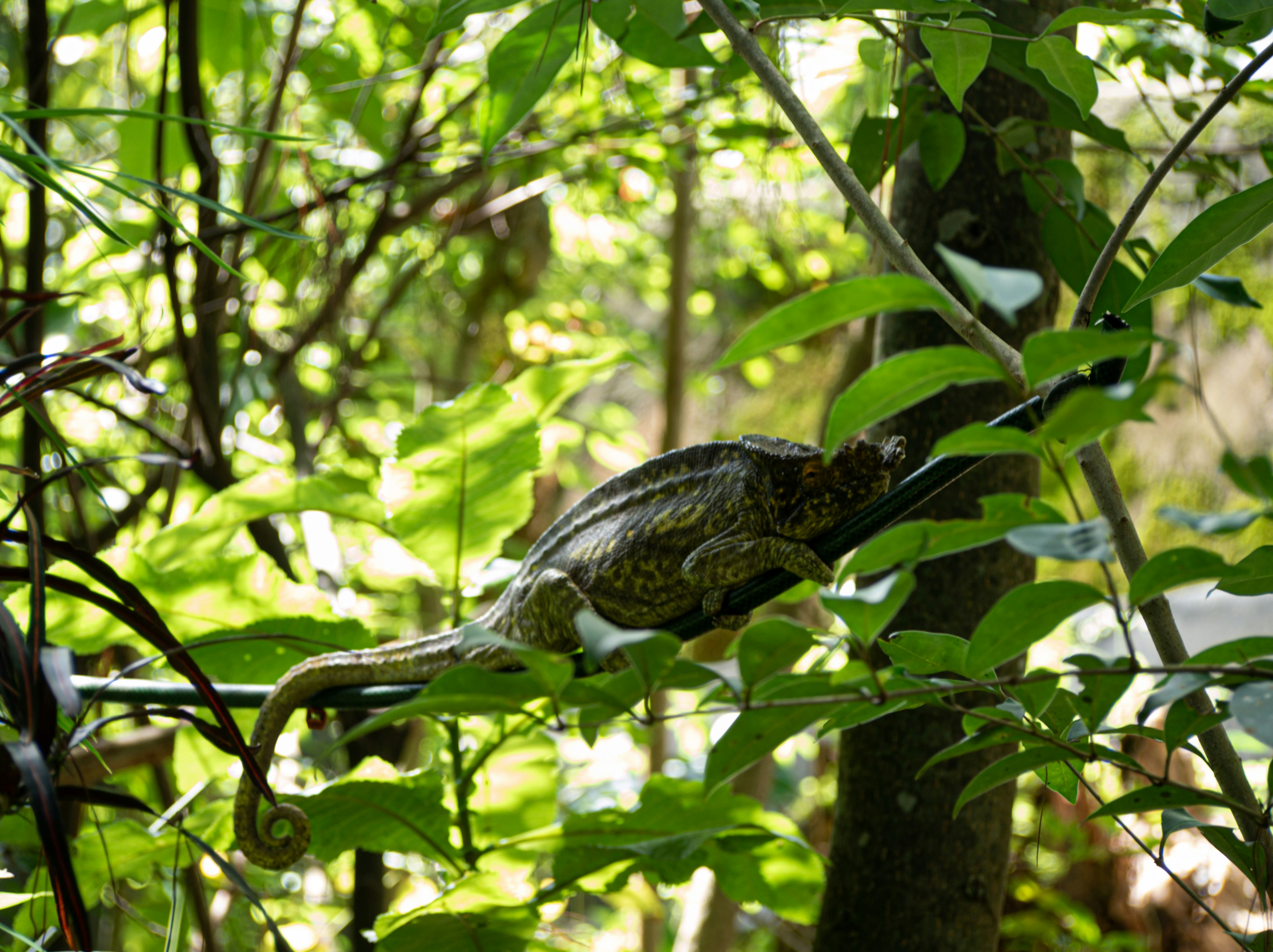 Chameleon resting on a branch amidst vibrant green foliage, showcasing its natural camouflage. The intricate details of its skin and the surrounding leaves create a harmonious scene.