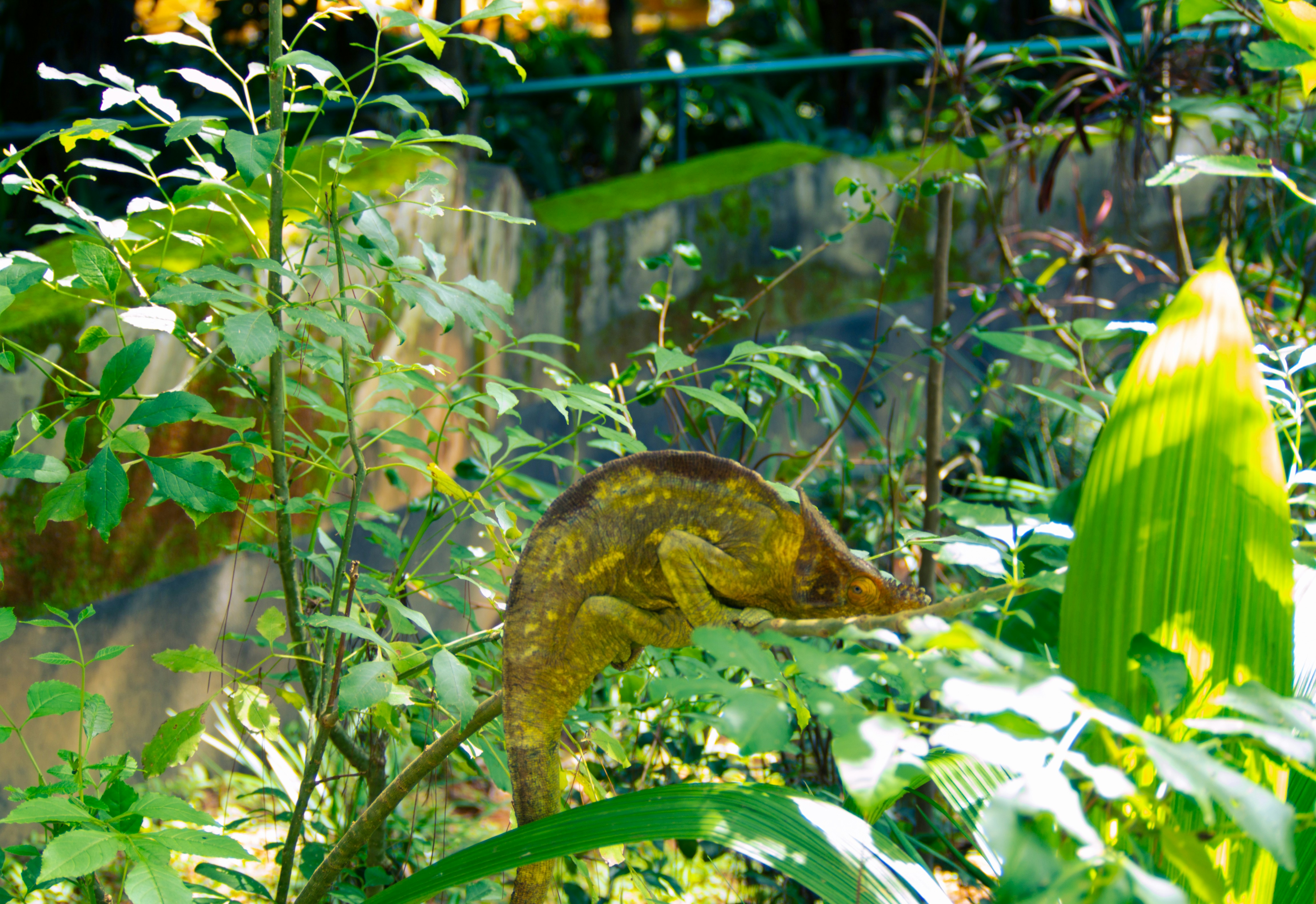 a small lizard in the middle of some plants
