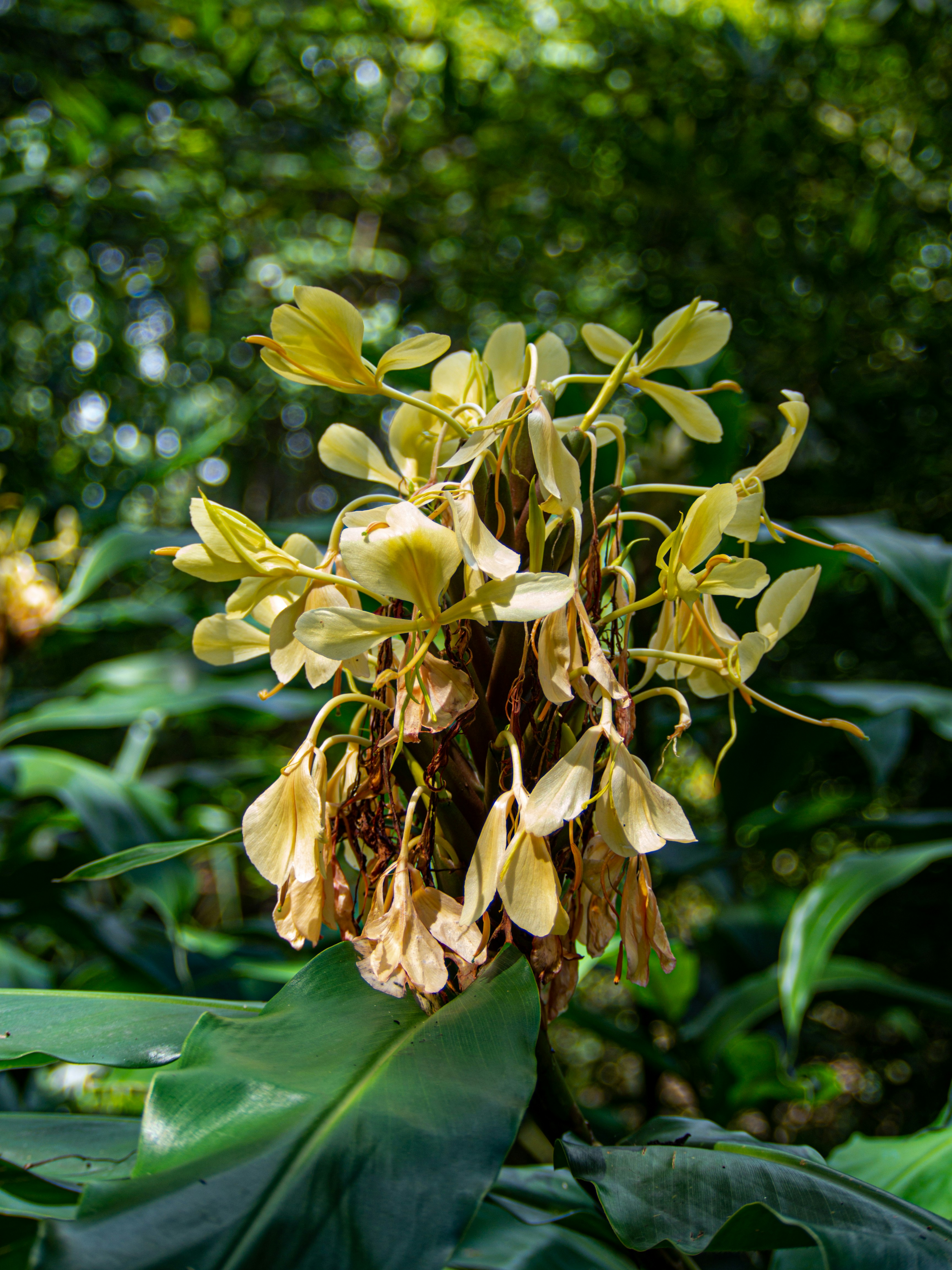 a bunch of flowers that are on a plant