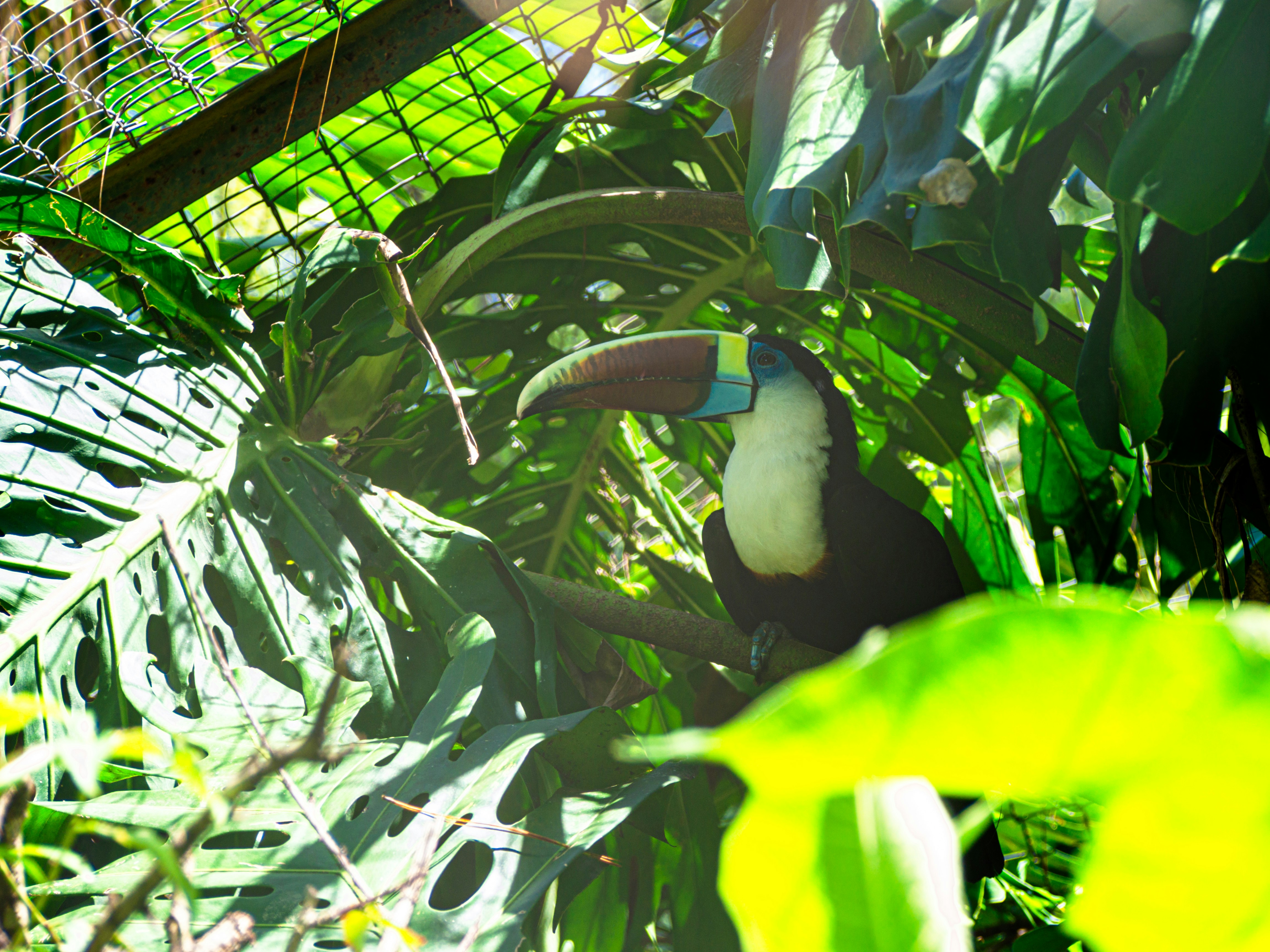 a toucan in a tree surrounded by green leaves