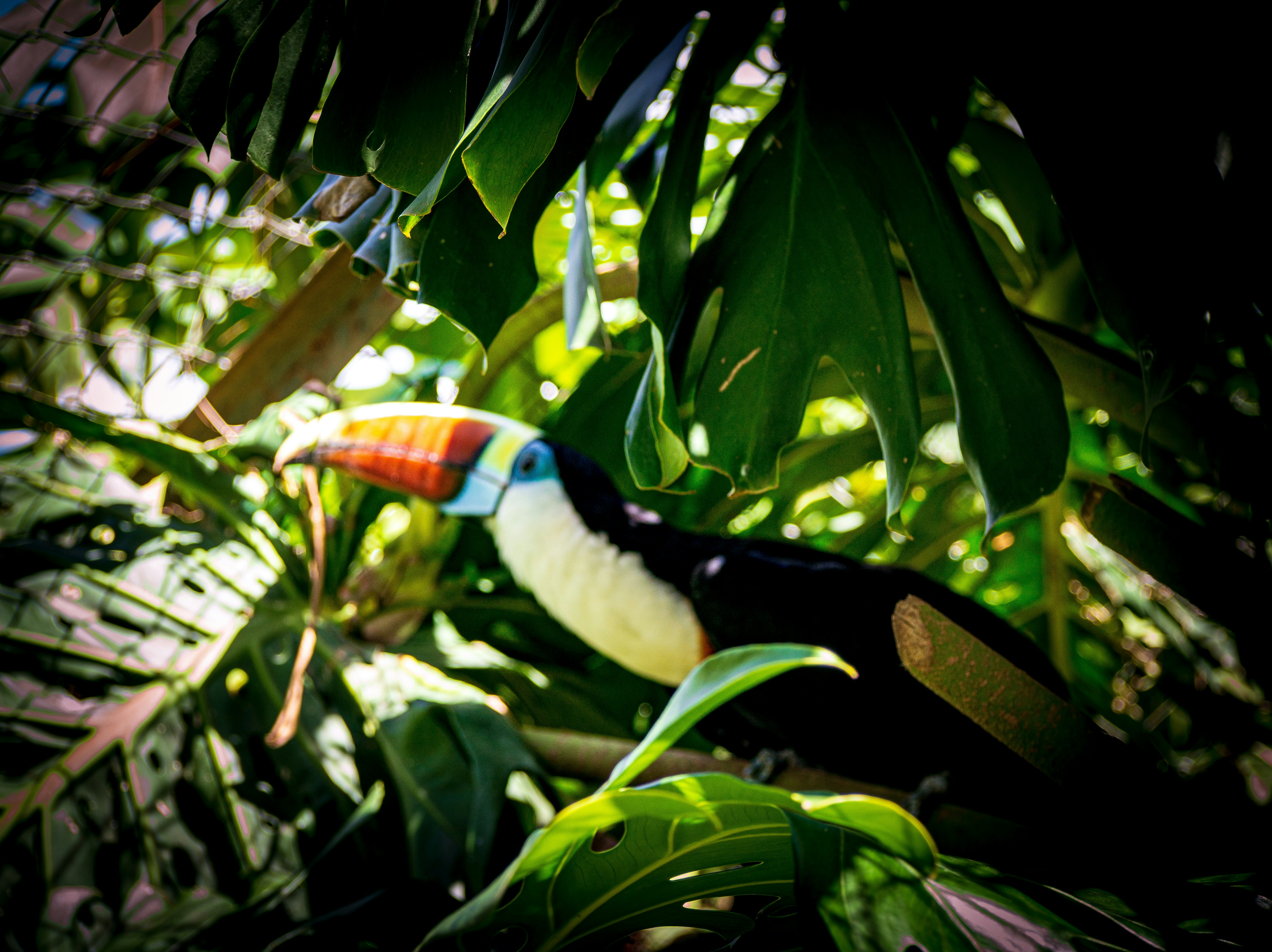 Beak of Color Slices Through a Jungle Canopy