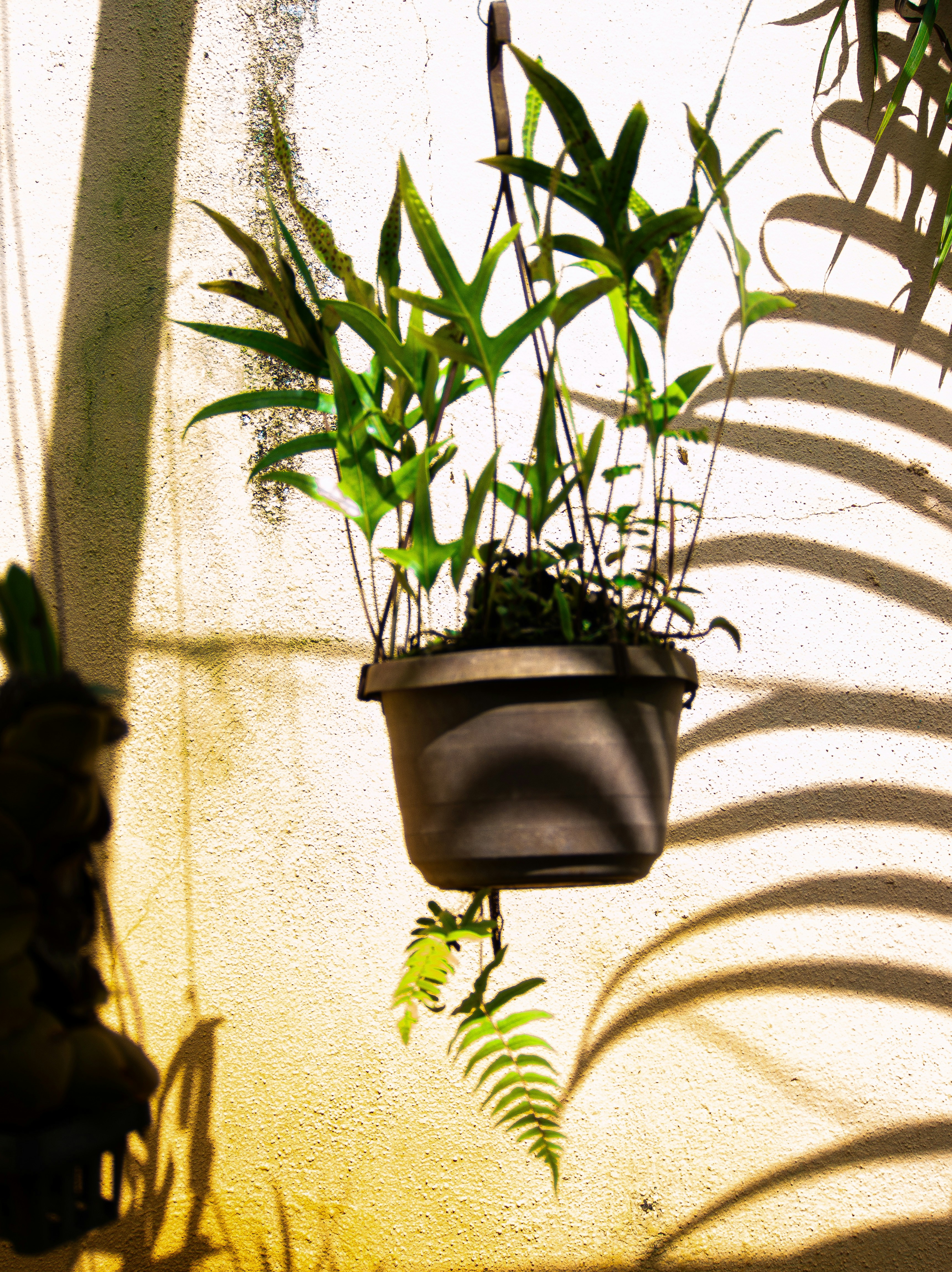 Hanging Fern in Sunlit Concrete Wall: Shadows Weaving Through Leaves