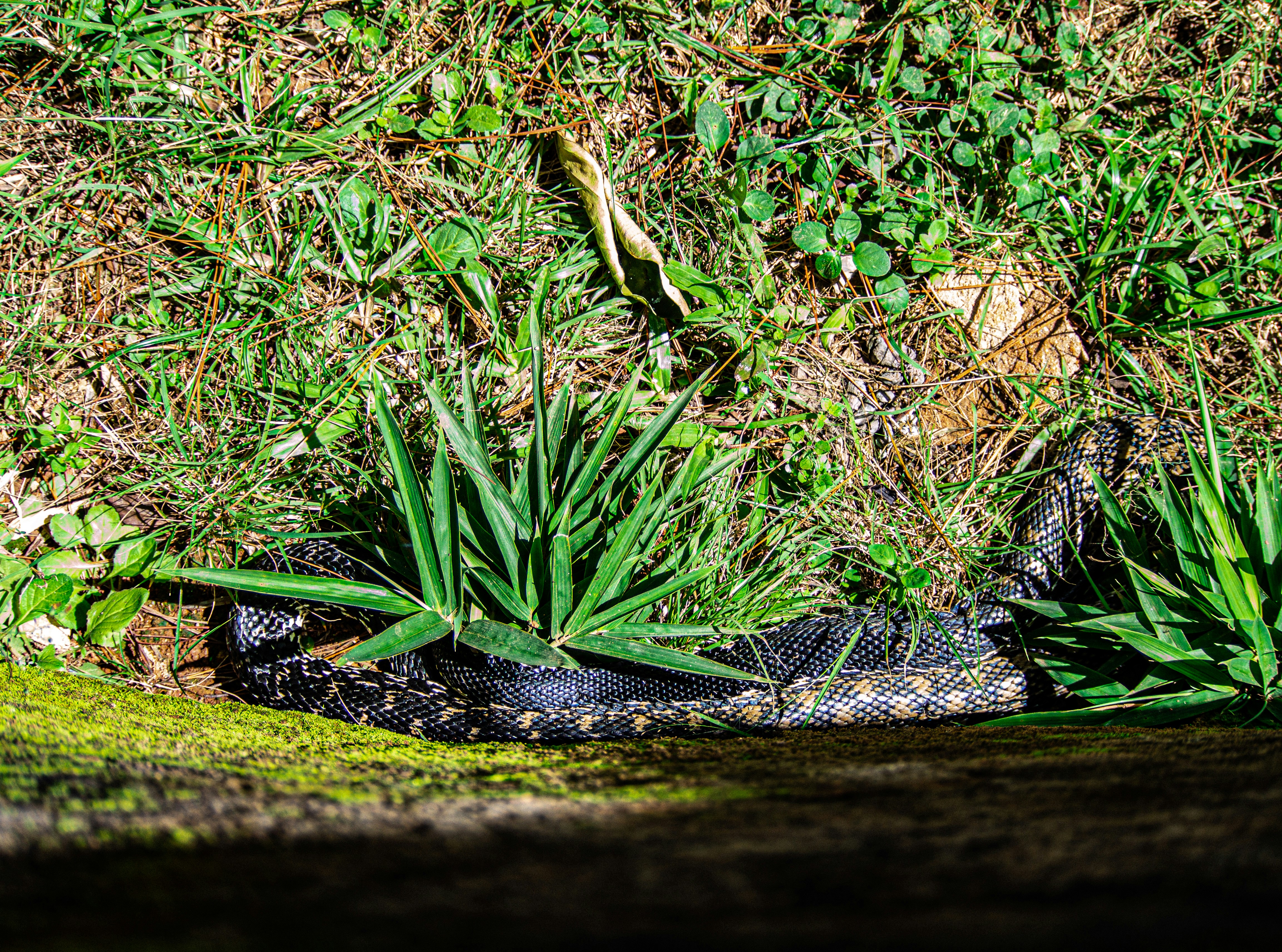 A snake is laying on the ground in the grass photo – Free Animal Image ...