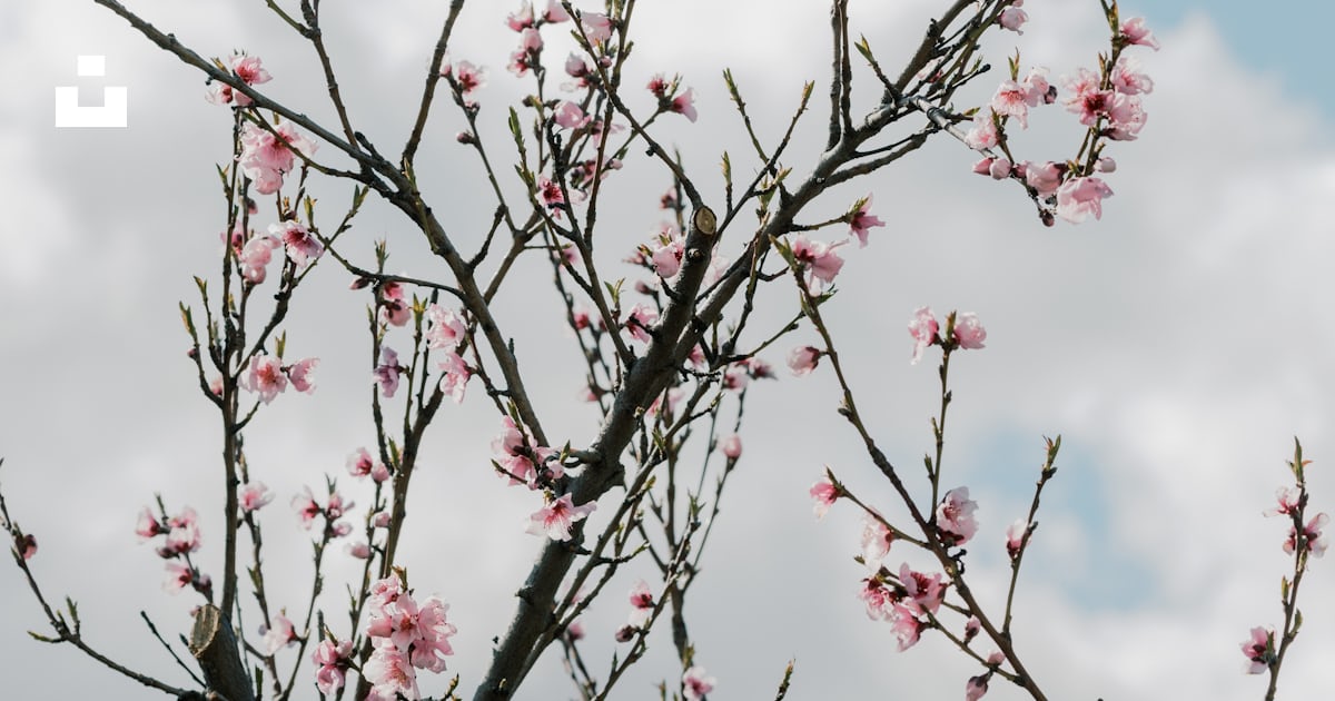 青空の前にピンク色の花が咲く木の写真 Unsplashの桜の無料画像