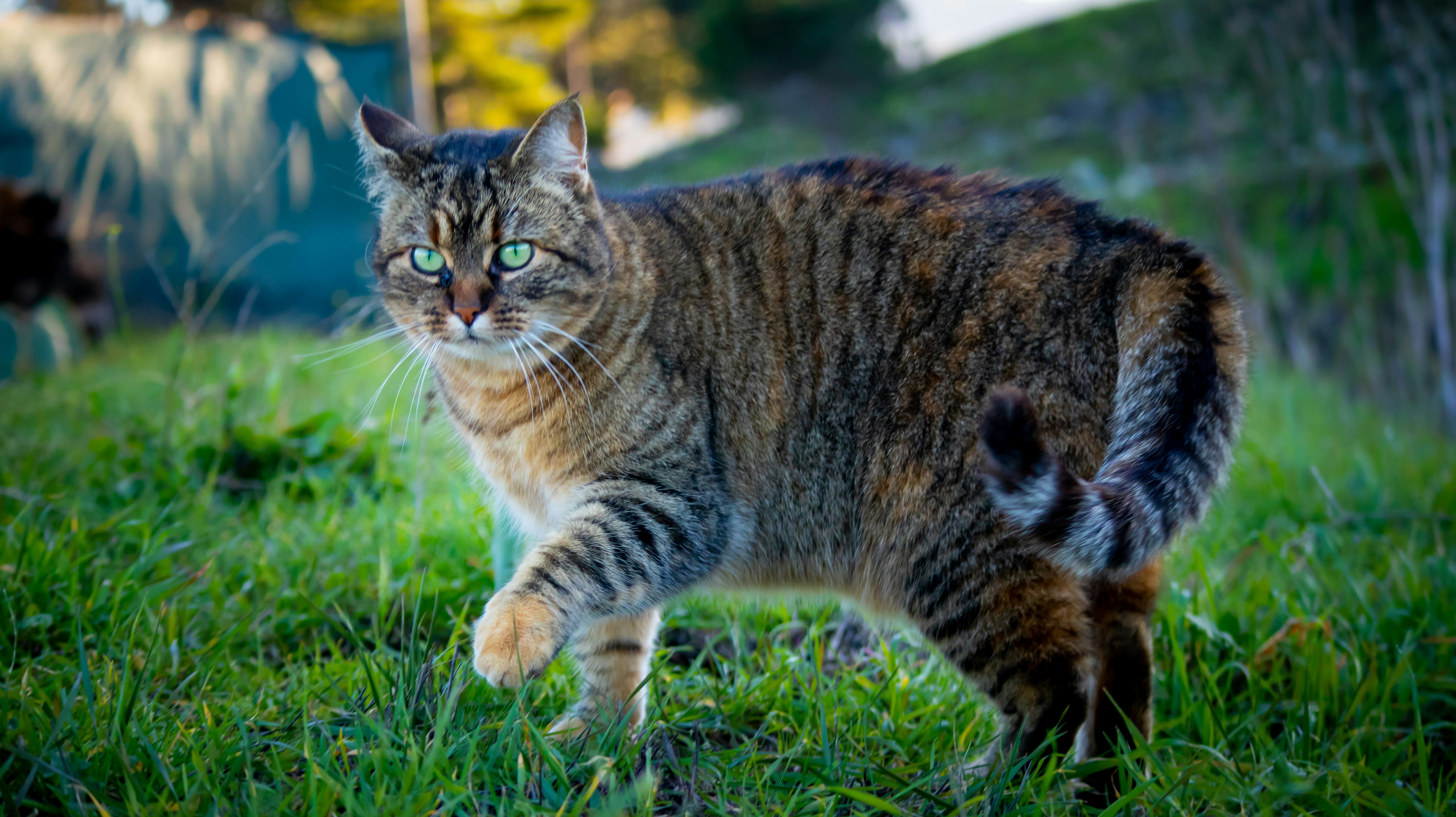 Striding Feline: A Striped Cat Confronts the Grass