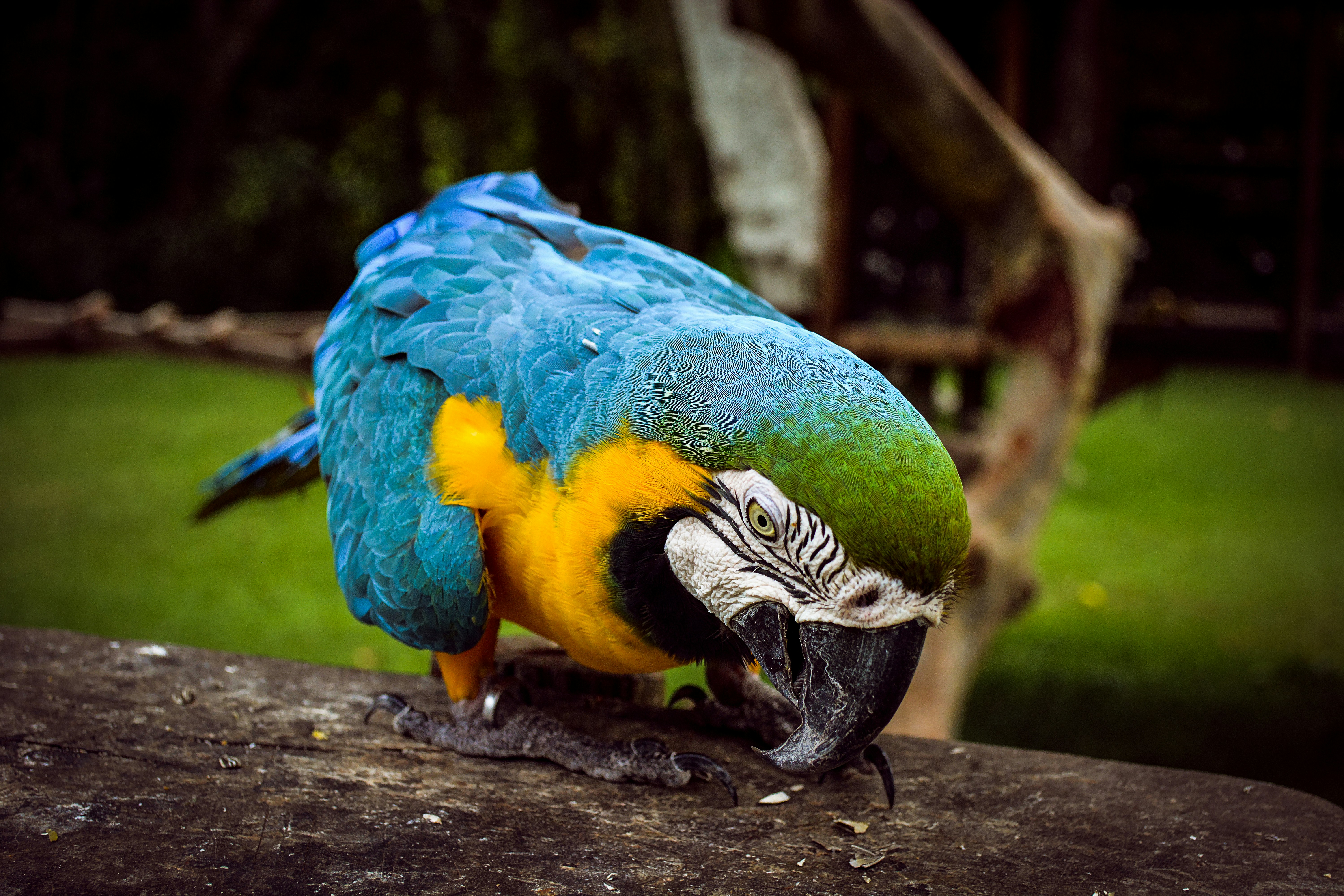Foto Burung beo biru dan kuning duduk di atas cabang pohon – Gambar ...
