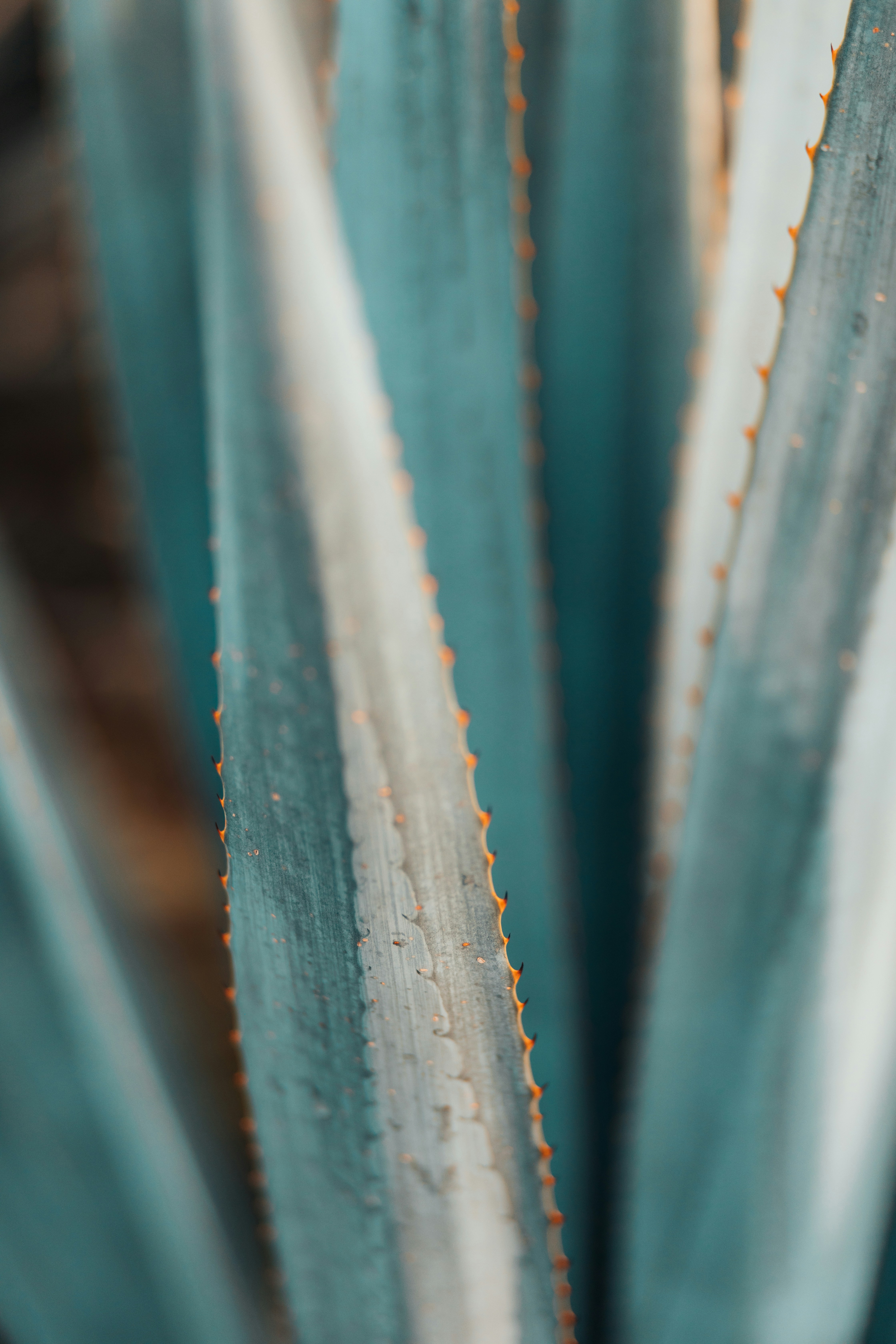Close-up of agave leaves showcasing intricate textures and colors, emphasizing the plant's natural beauty.