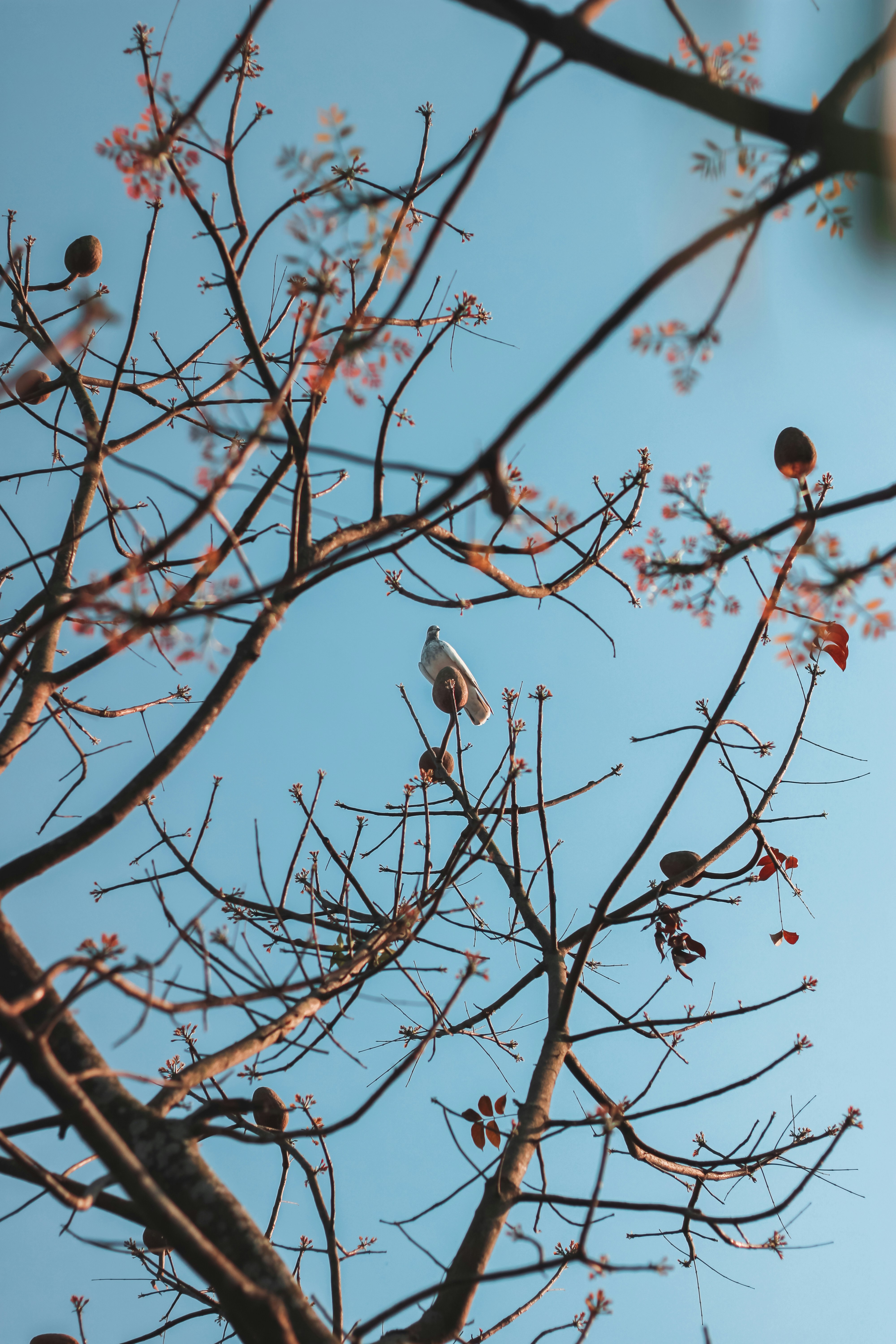 Spring's Perch: Small Bird Framed by Blossoming Branches Against a Cobalt Sky