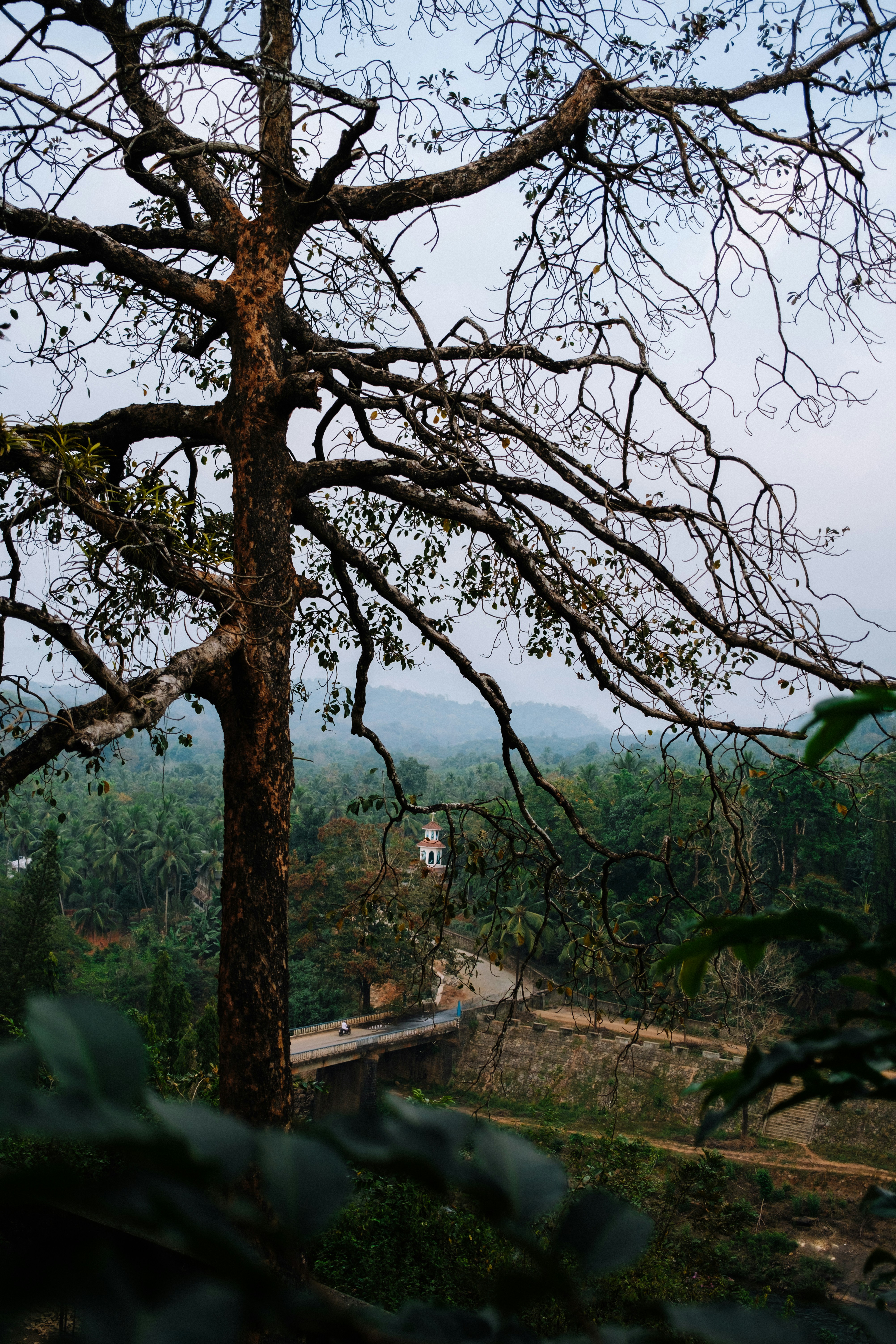 Gnarled Watcher Over a Verdant Valley and a Distant White Chapel