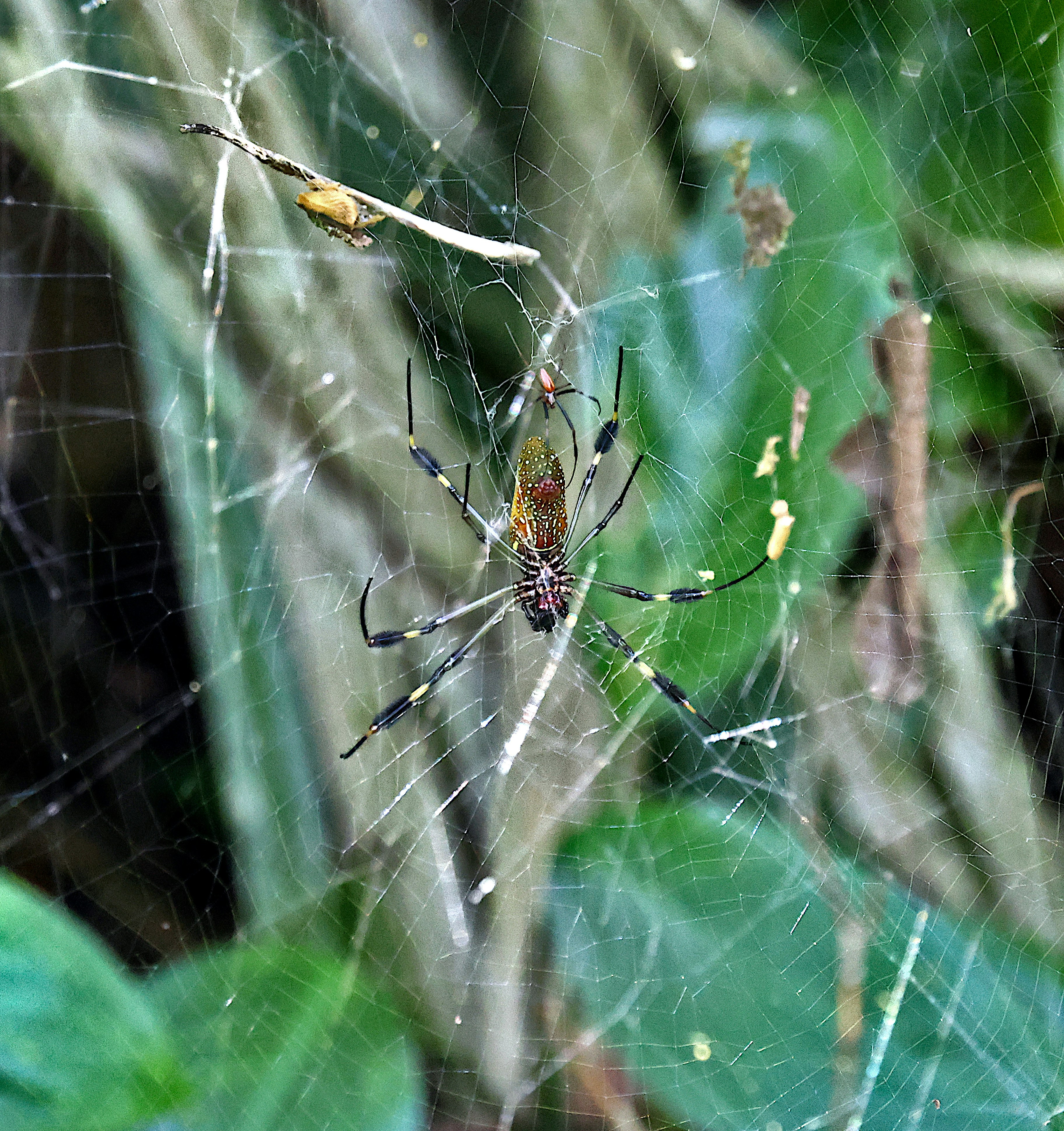 Golden Silk Spiders (Female & Male) [Goldene Seidenspinne, Trichonephila clavipes], Tortuguero, Costa Rica, Jan 2023